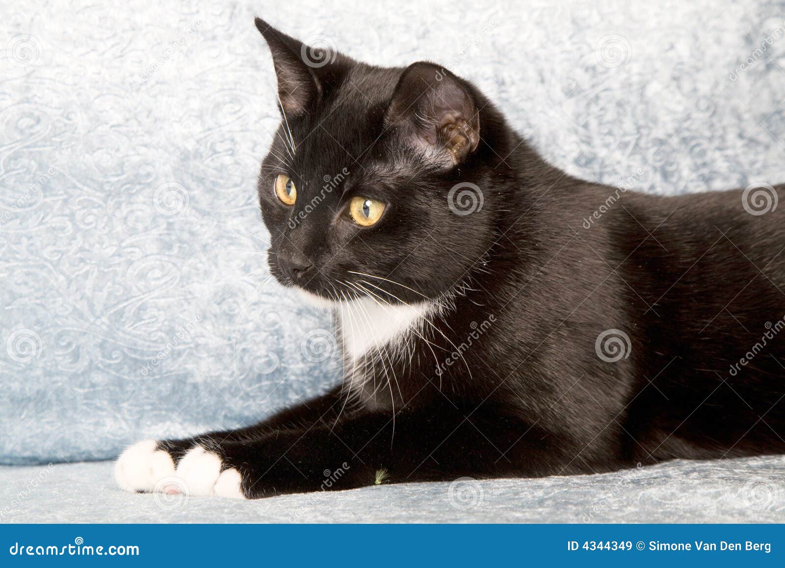 Attentive cat stock image. Image of young, yellow, eyes - 4344349