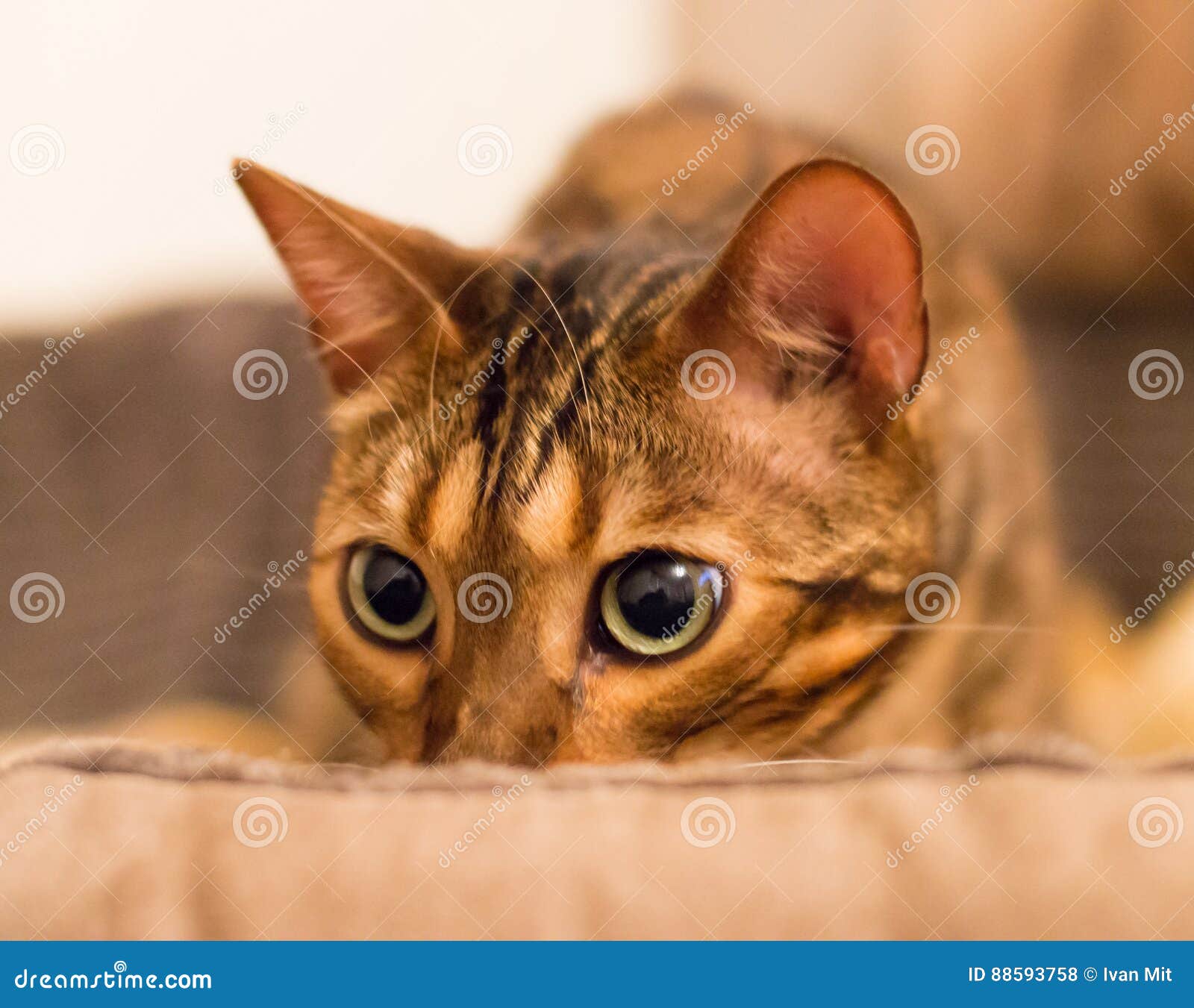 Attentive cat stare stock photo. Image of look, pupils - 88593758