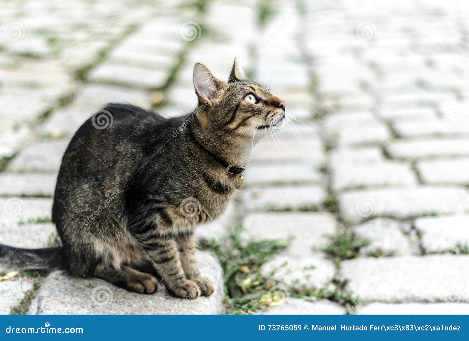 Attentive Cat in the Street Stock Image - Image of attention, kitten ...