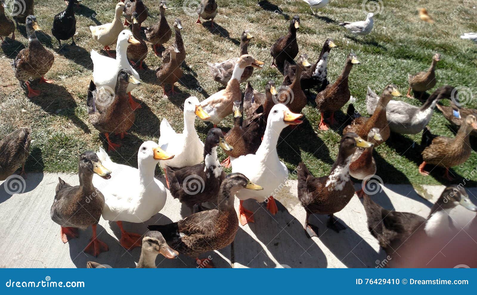 Attentive ducks stock photo. Image of waiting, attention - 76429410