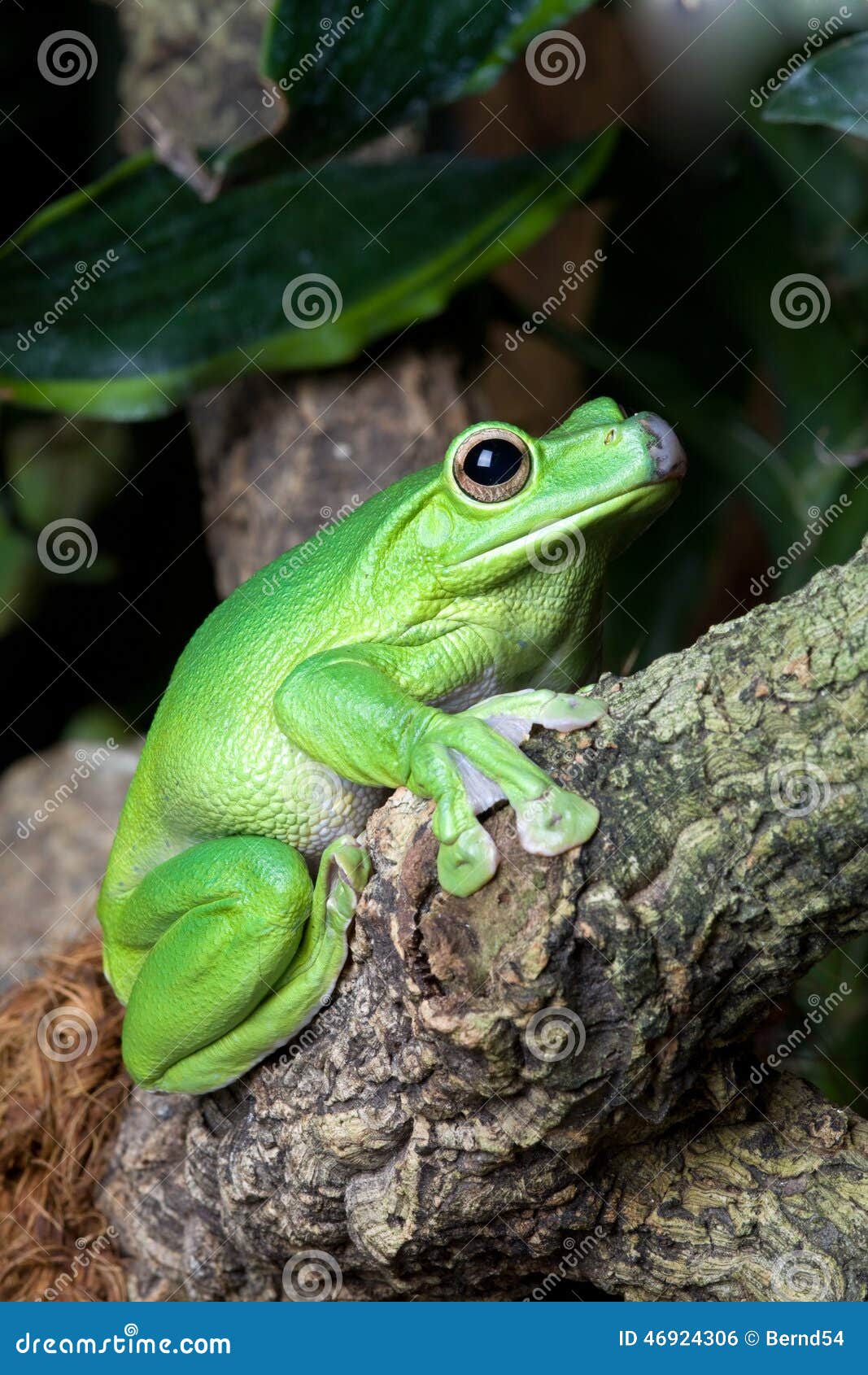 Attentive frog stock photo. Image of stem, lurch, feet - 46924306