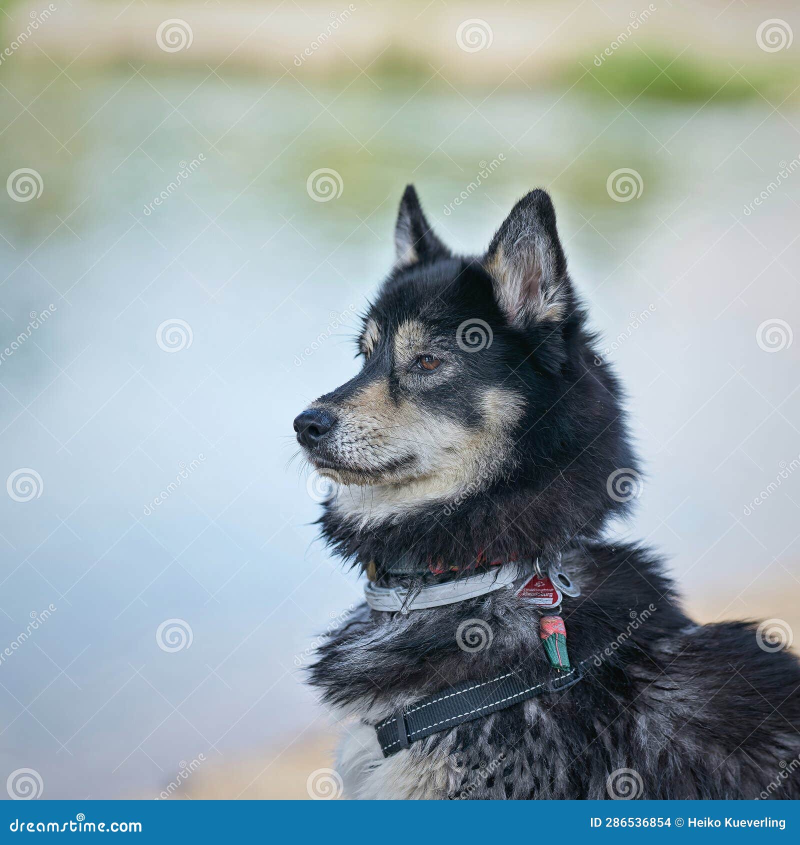 Attentive Husky Mongrel Watching the Scene Stock Photo - Image of ...