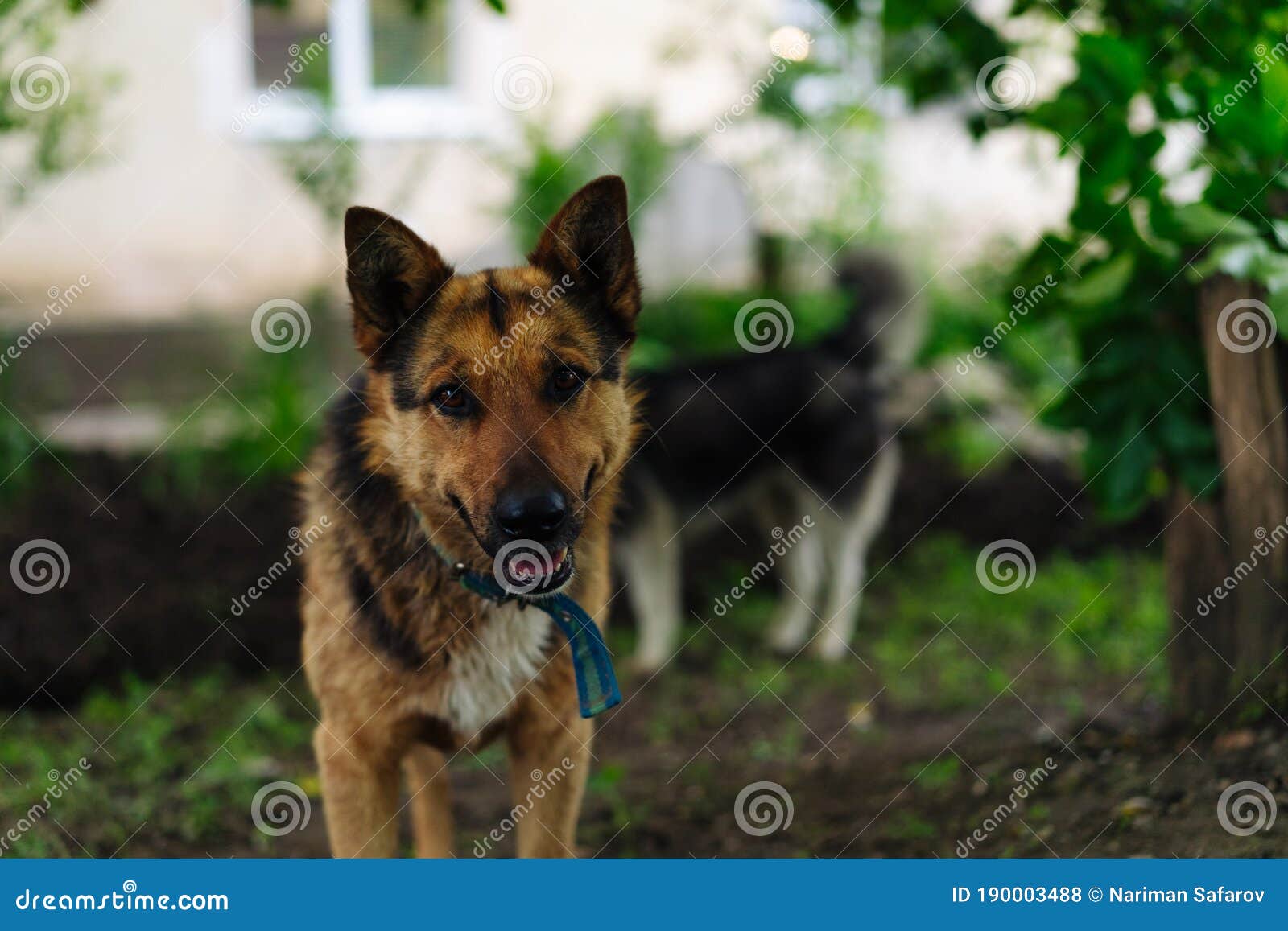 The Attentive Look of a Very Long Dog Stock Photo - Image of funny ...