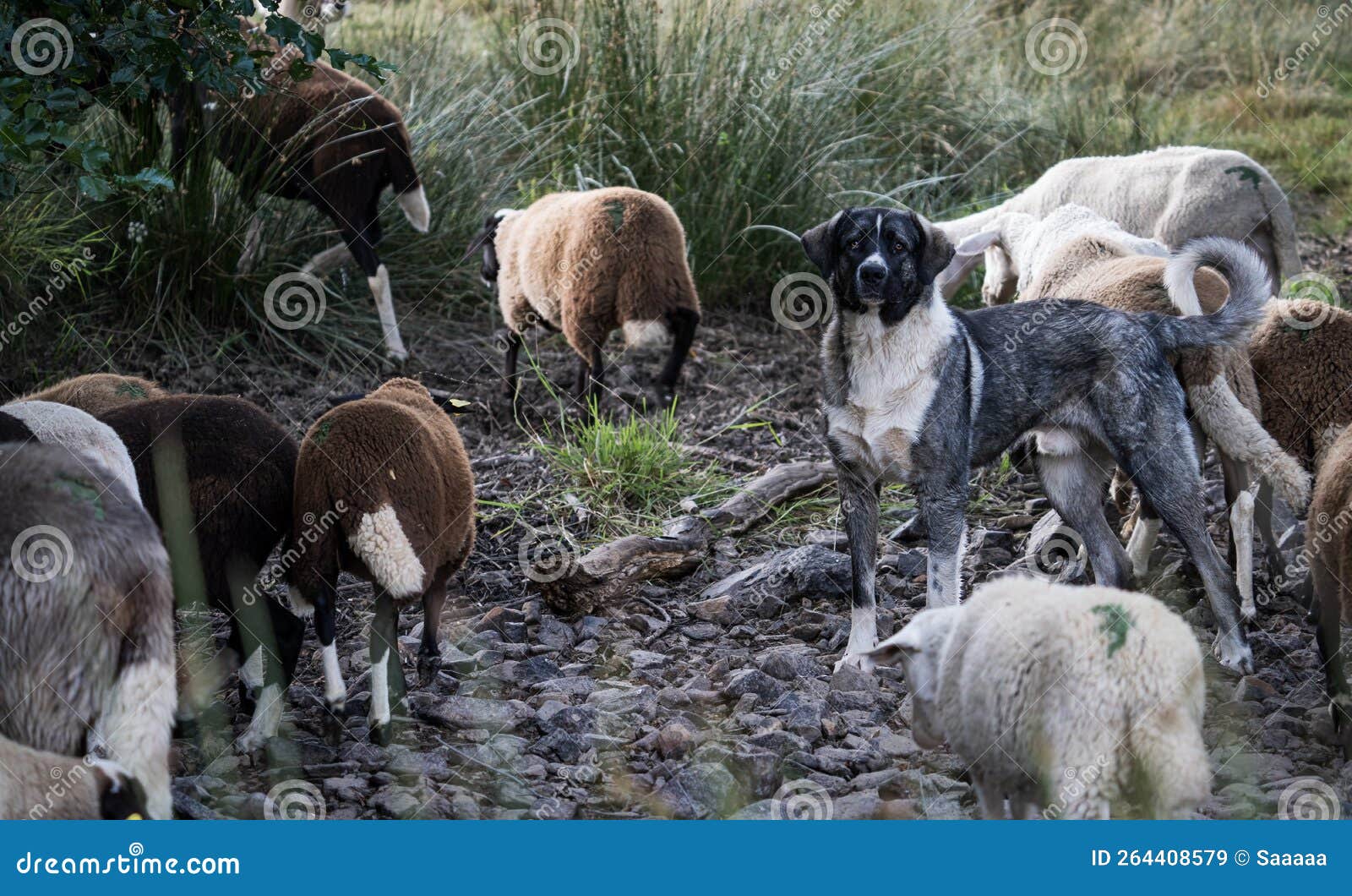 The Attentive Mastiff Dog with a Watchful Eye Stock Image - Image of ...
