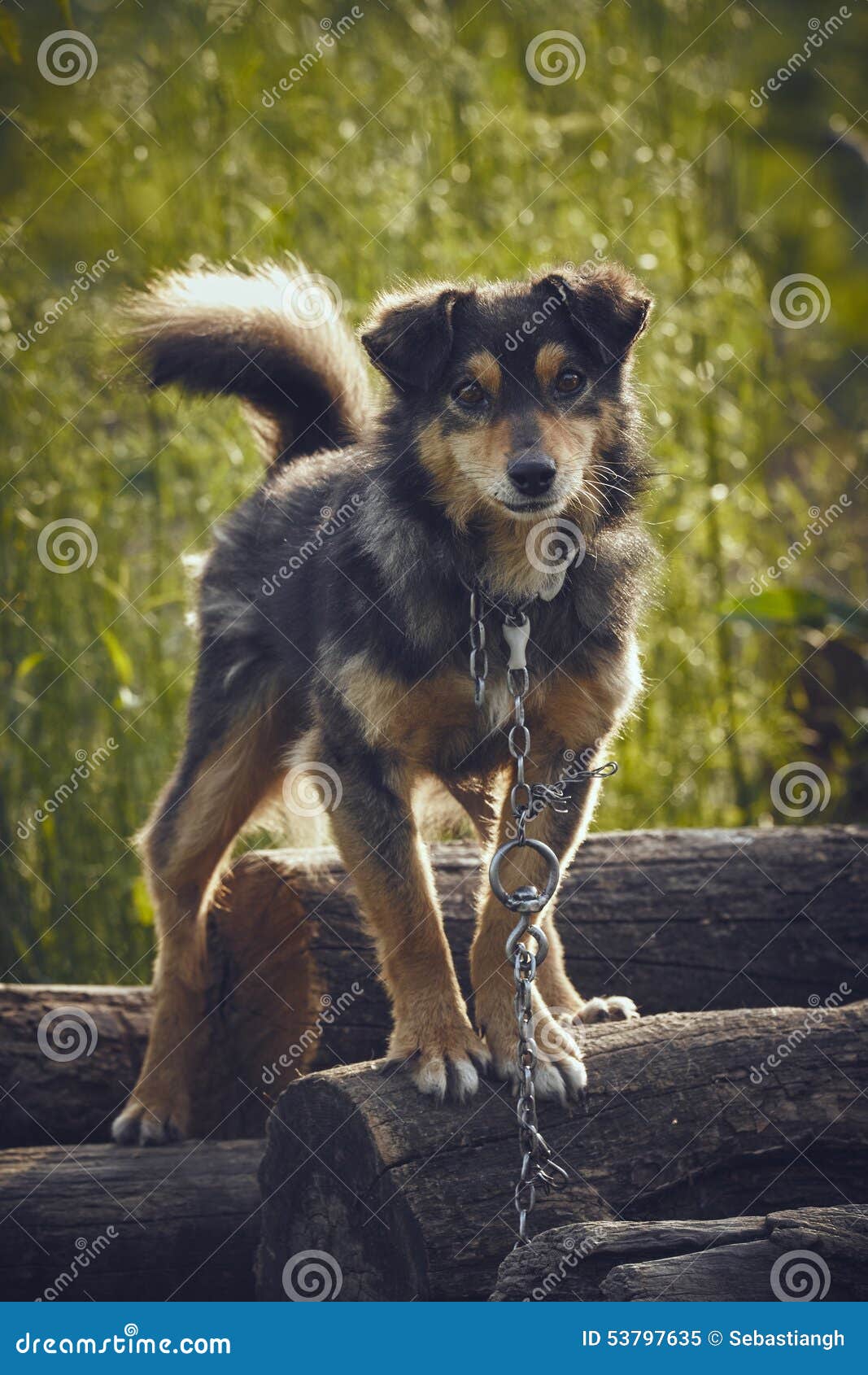 Attentive miserable dog stock image. Image of leash, companion - 53797635