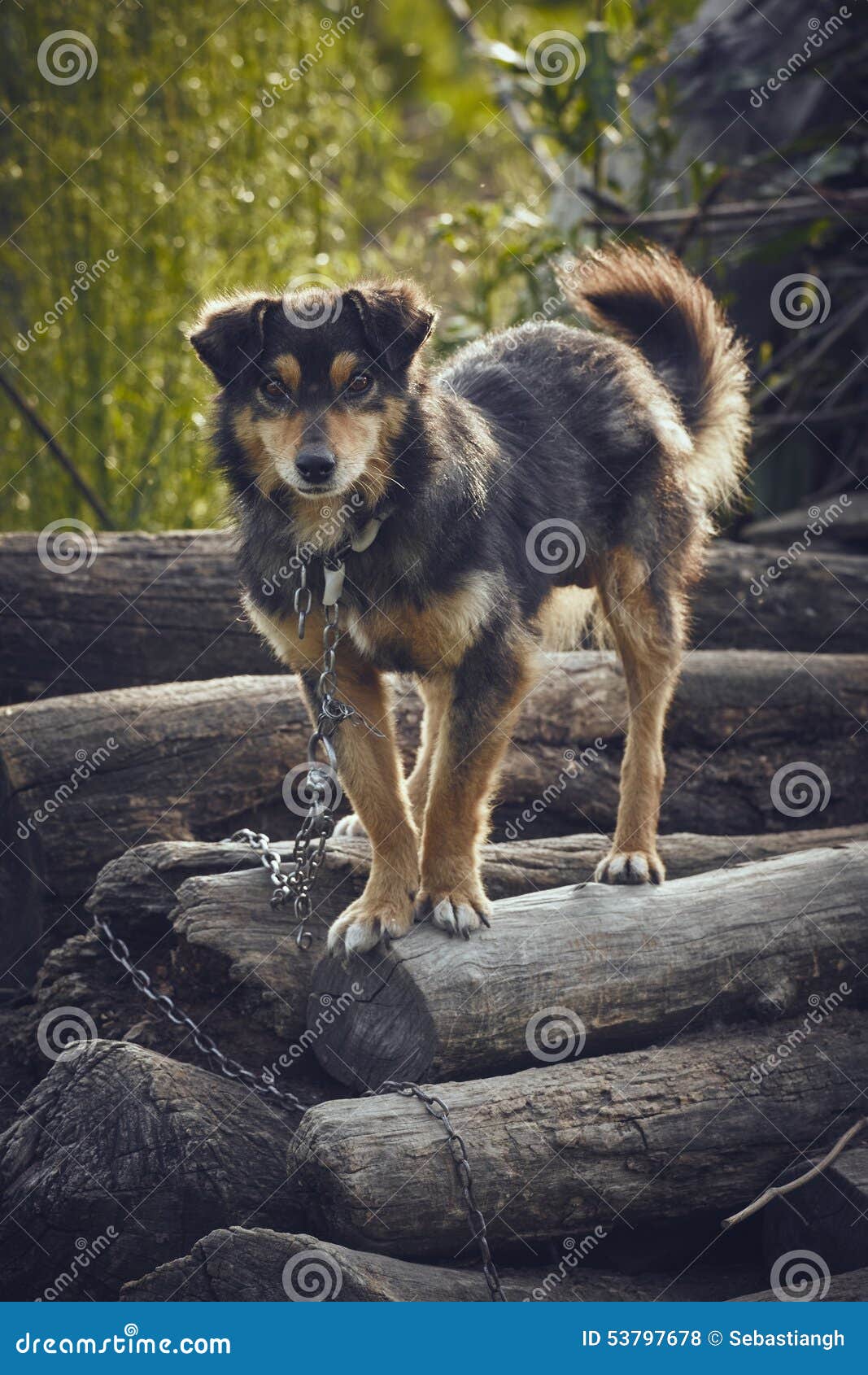 Attentive miserable dog stock photo. Image of collar - 53797678