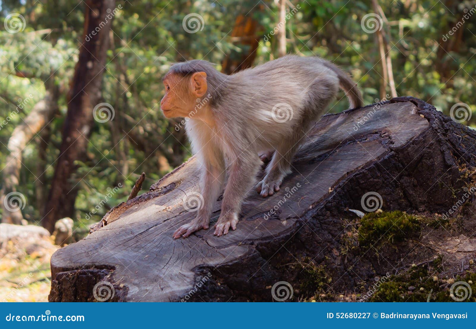 Attentive Monkey stock image. Image of fear, kodaikanal - 52680227