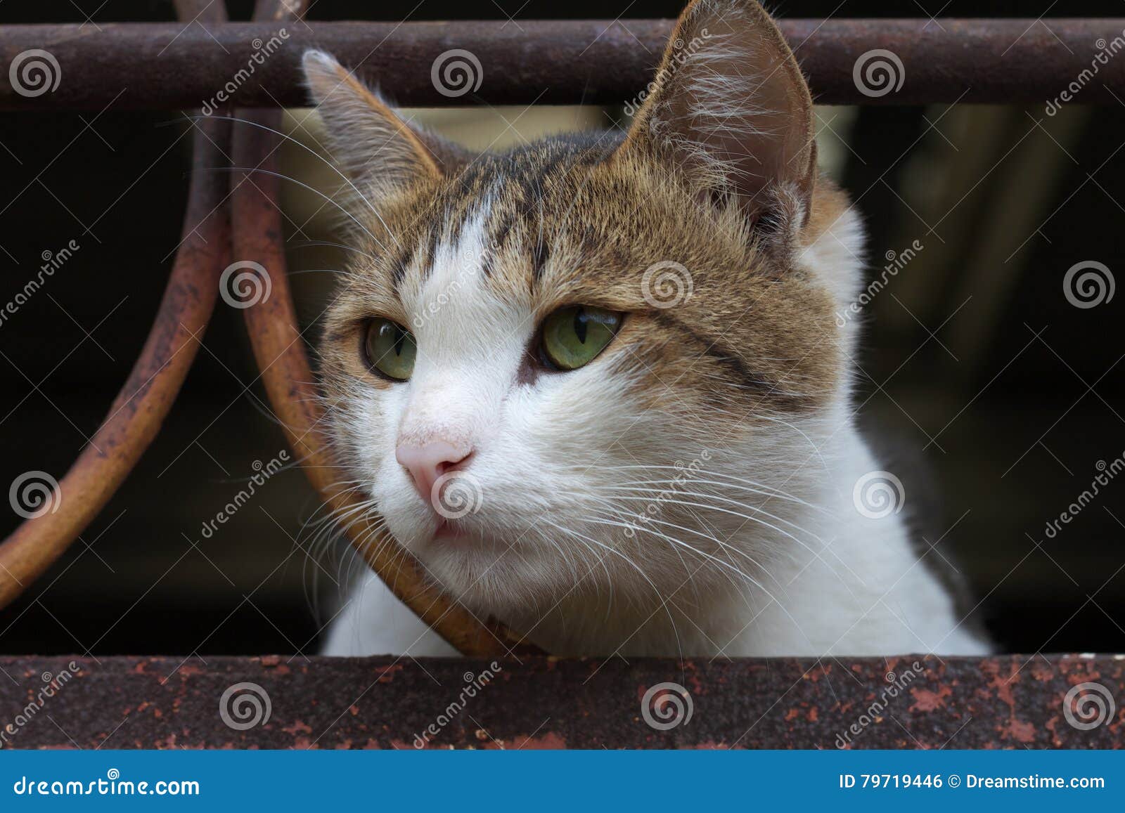 Attentive pet cat stock photo. Image of kitty, animal - 79719446