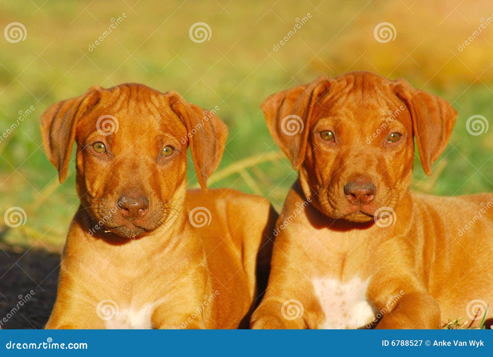 Attentive Ridgeback pups stock image. Image of african - 6788527
