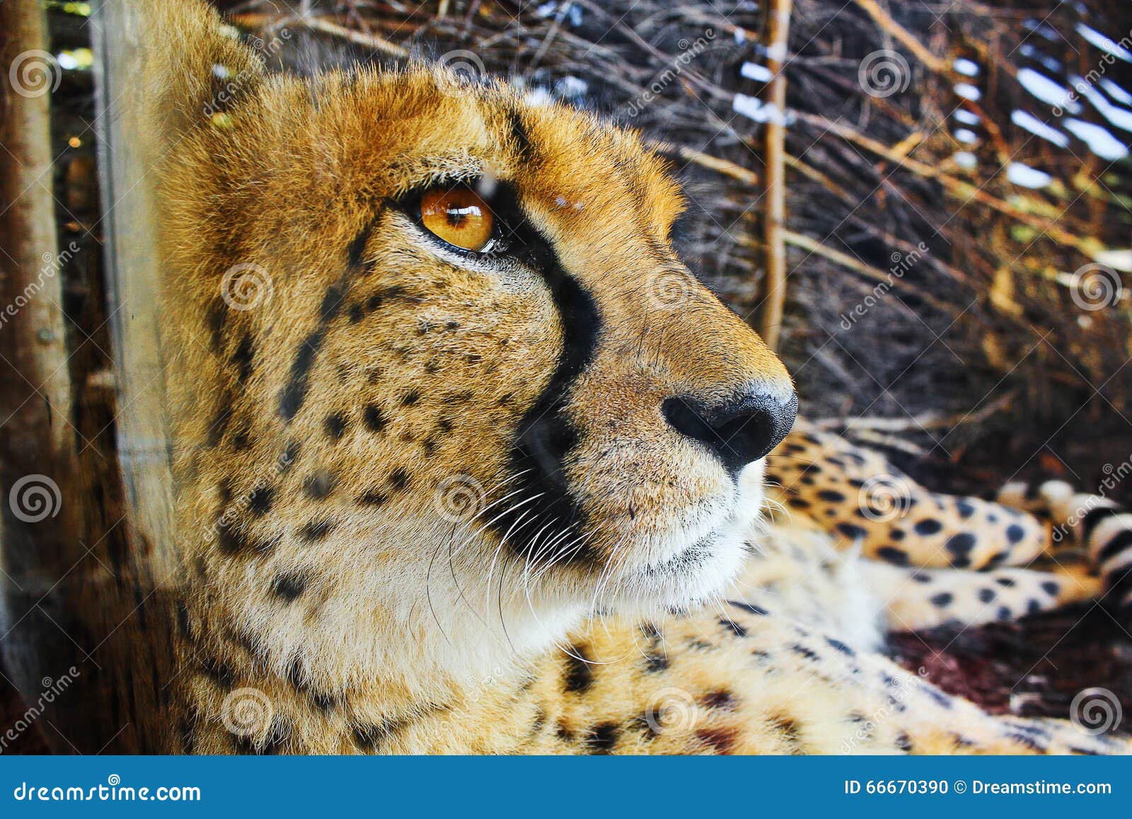 Young Gepard Is Sitting In The Savannah, Safari In Kenya Royalty-Free ...