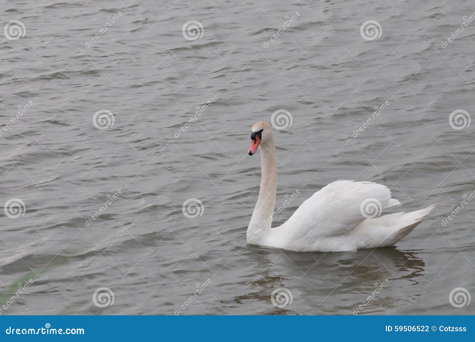 Attentive Swan in Calm Water Stock Photo - Image of horizontal ...