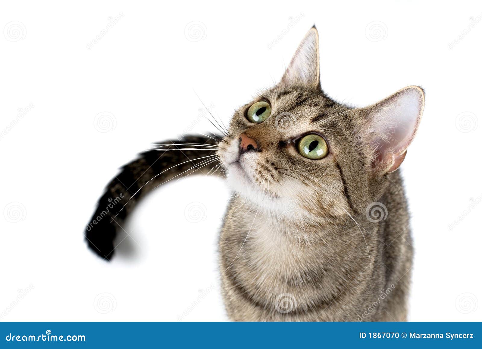 Attentive Tabby stock photo. Image of closeup, green, gape - 1867070
