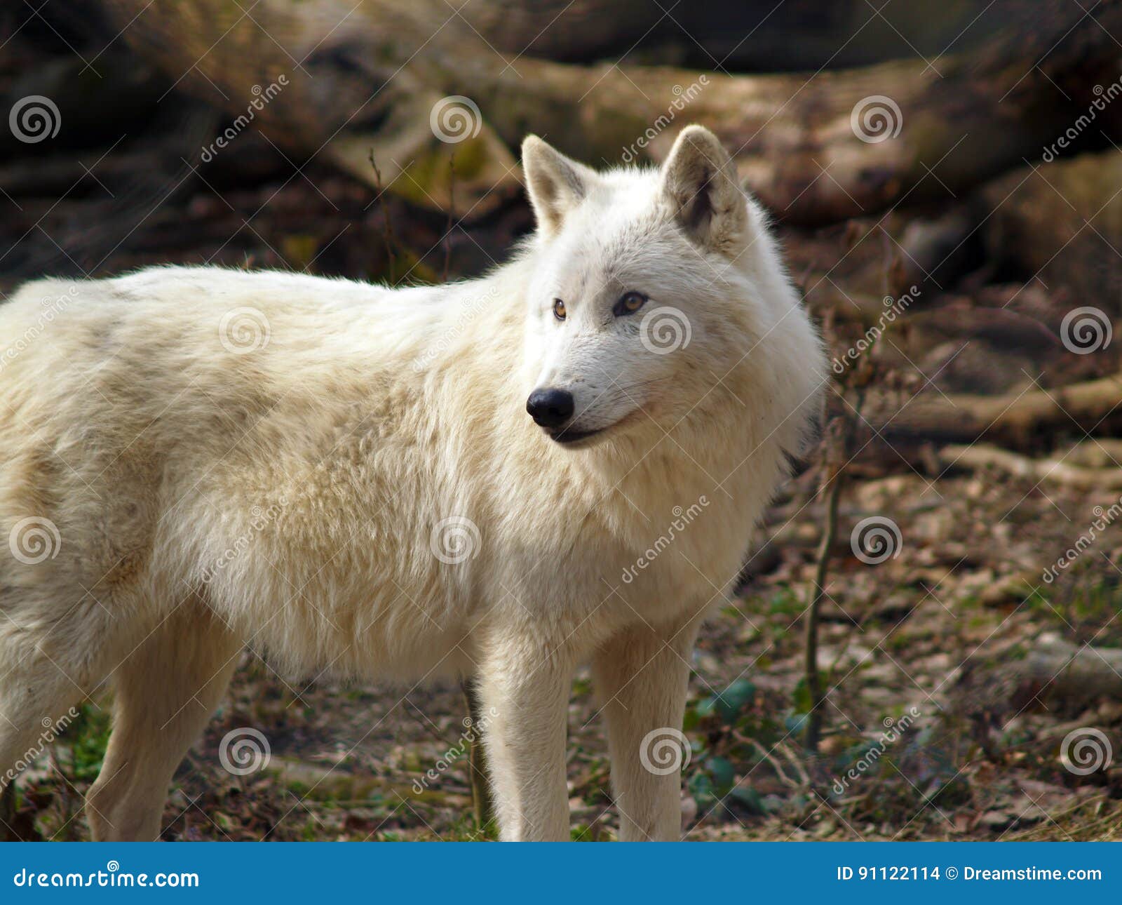 Attentive Wolf stock photo. Image of illuminated, eyes - 91122114