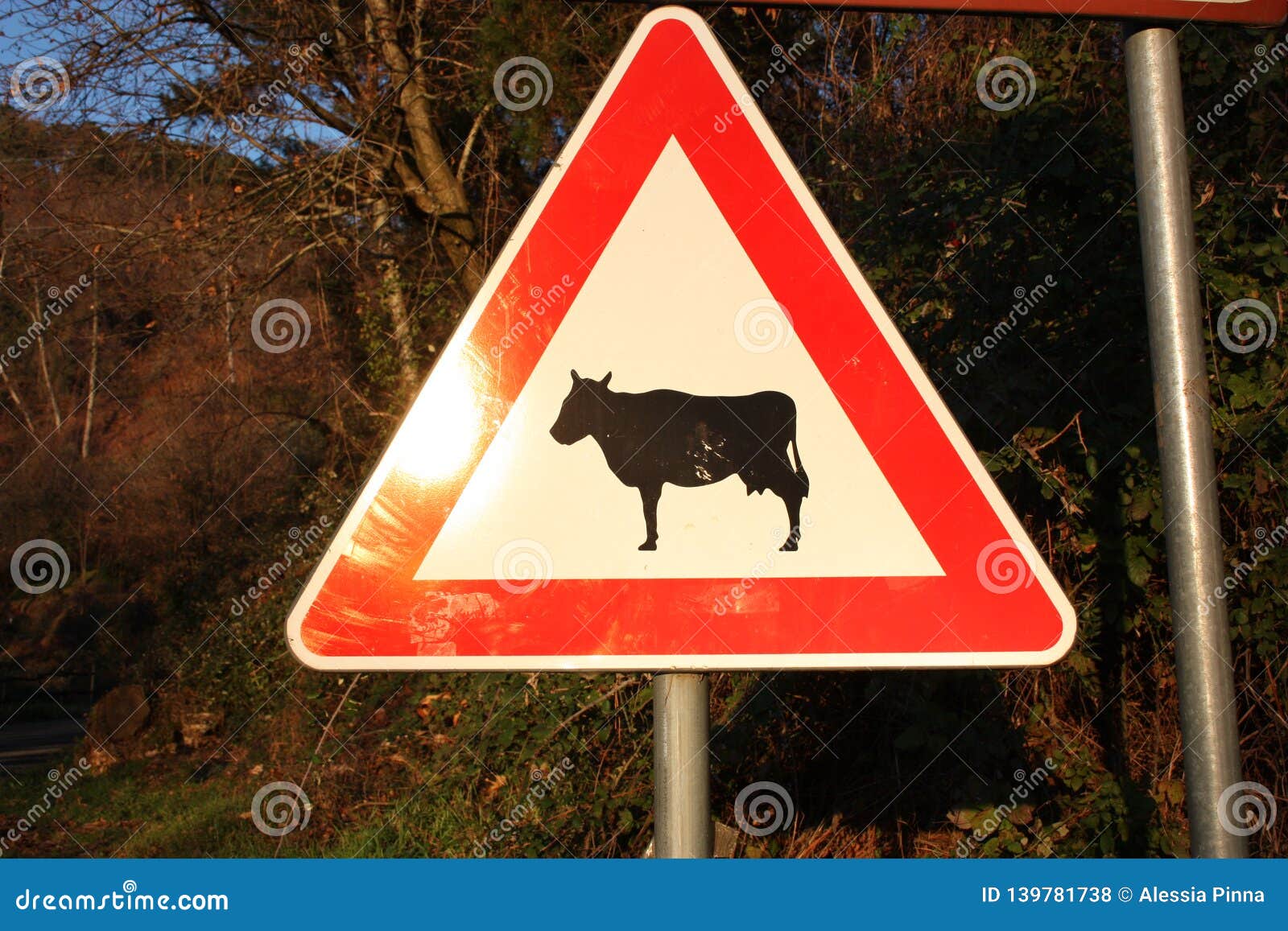 Attenzione Il Pericolo Segnale Delle Mucche Di Presenza Sulla Strada ... Attenzione Il Pericolo Segnale Delle Mucche Di Presenza Sulla Strada ...