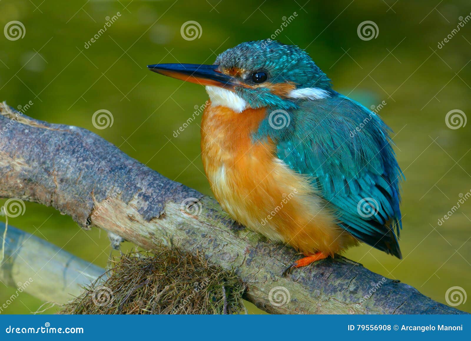 Atthis del Alcedo foto de archivo. Imagen de encarnado - 79556908