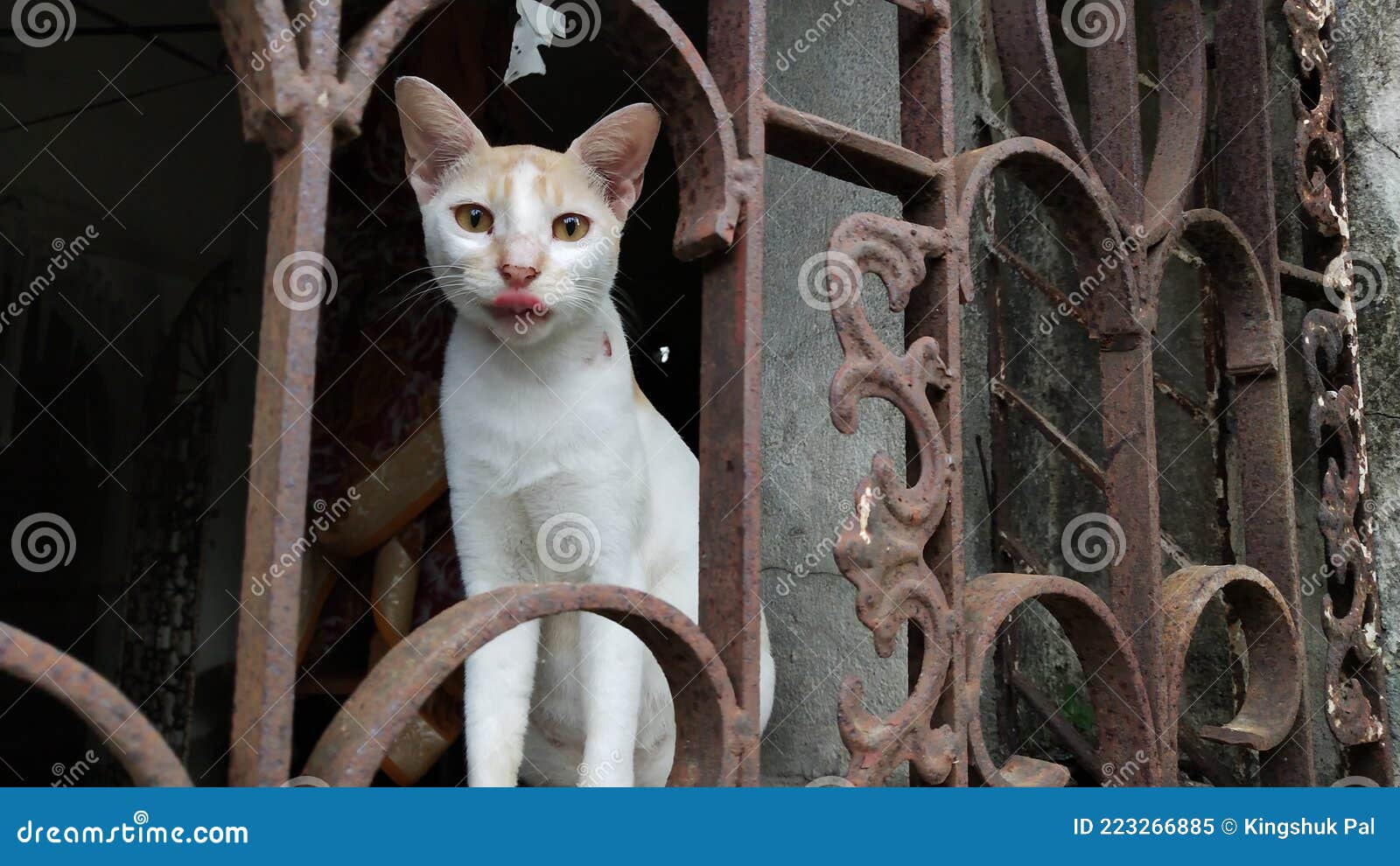 Cute, Cat Behind the Window Stock Image - Image of whiskers, wildlife ...