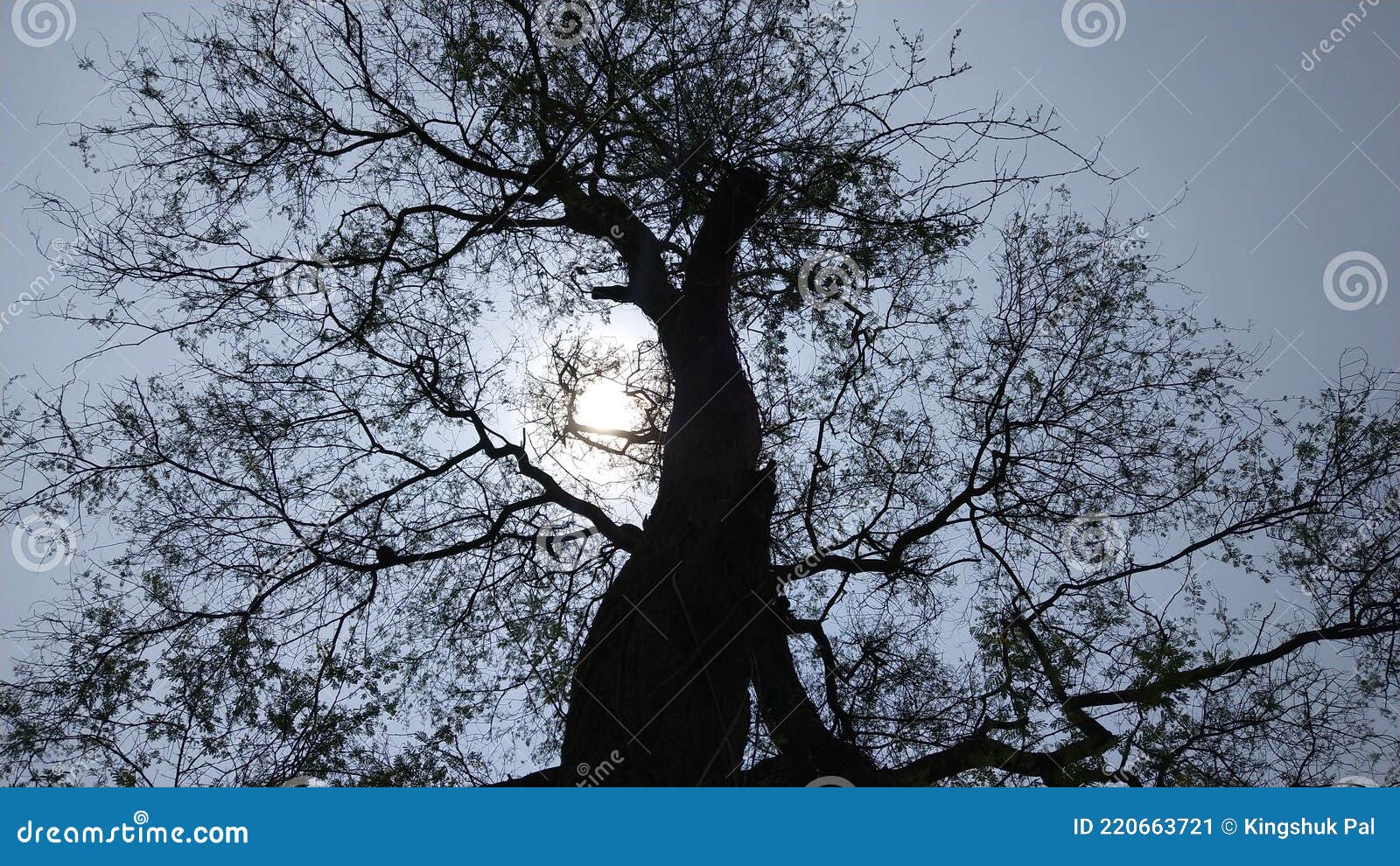 Terrible Tree ,Sky Background and Moonlight Stock Image - Image of tree ...