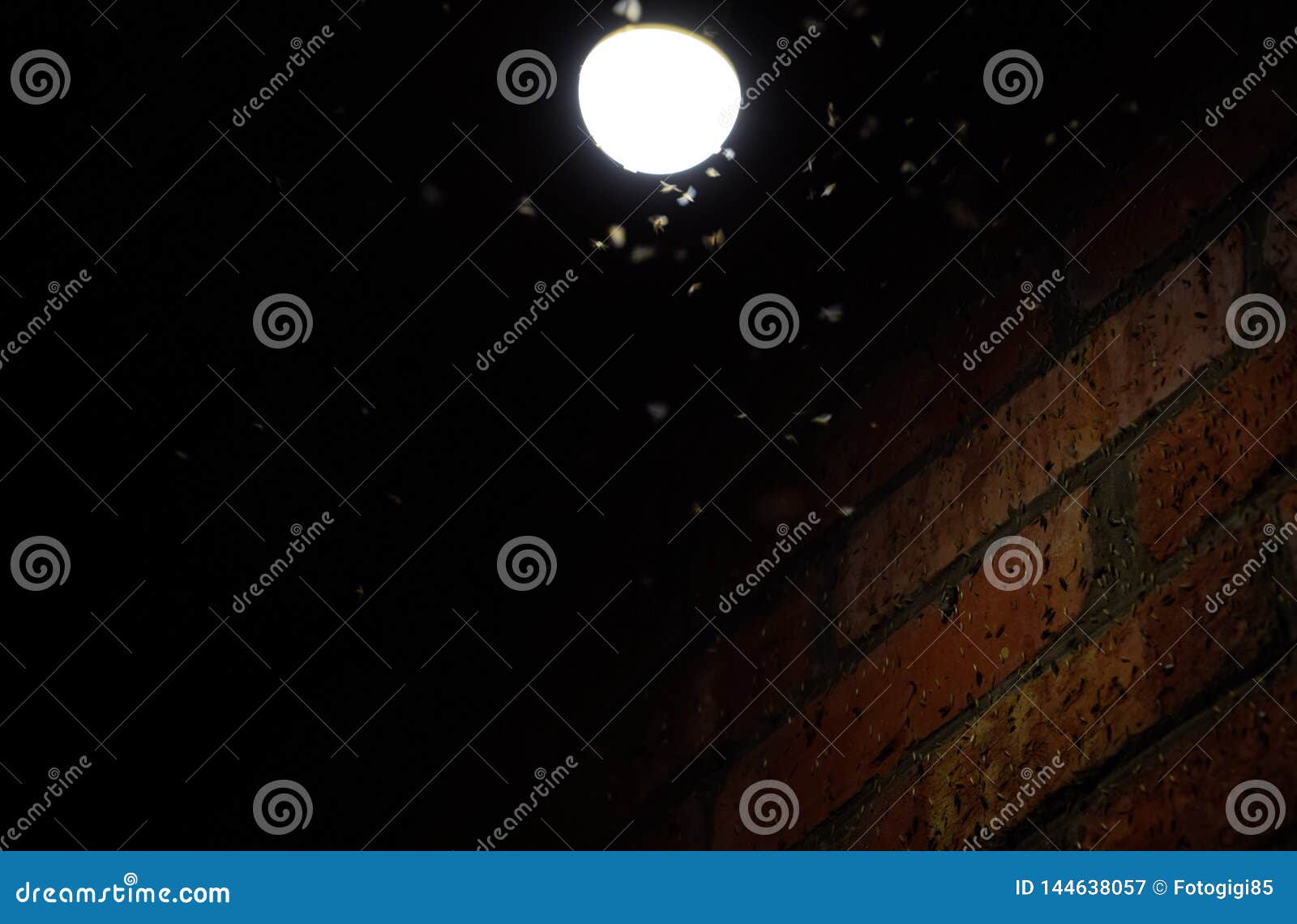 Attraction of Insects Light. Night Insects at a Bulb Stock Image ...