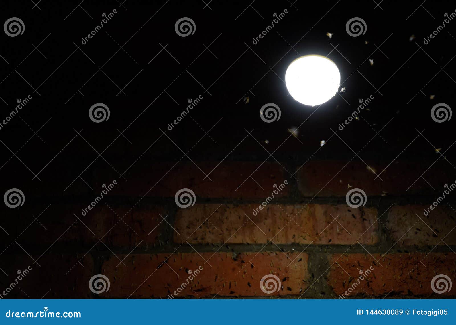 Attraction of Insects Light. Night Insects at a Bulb Stock Image ...