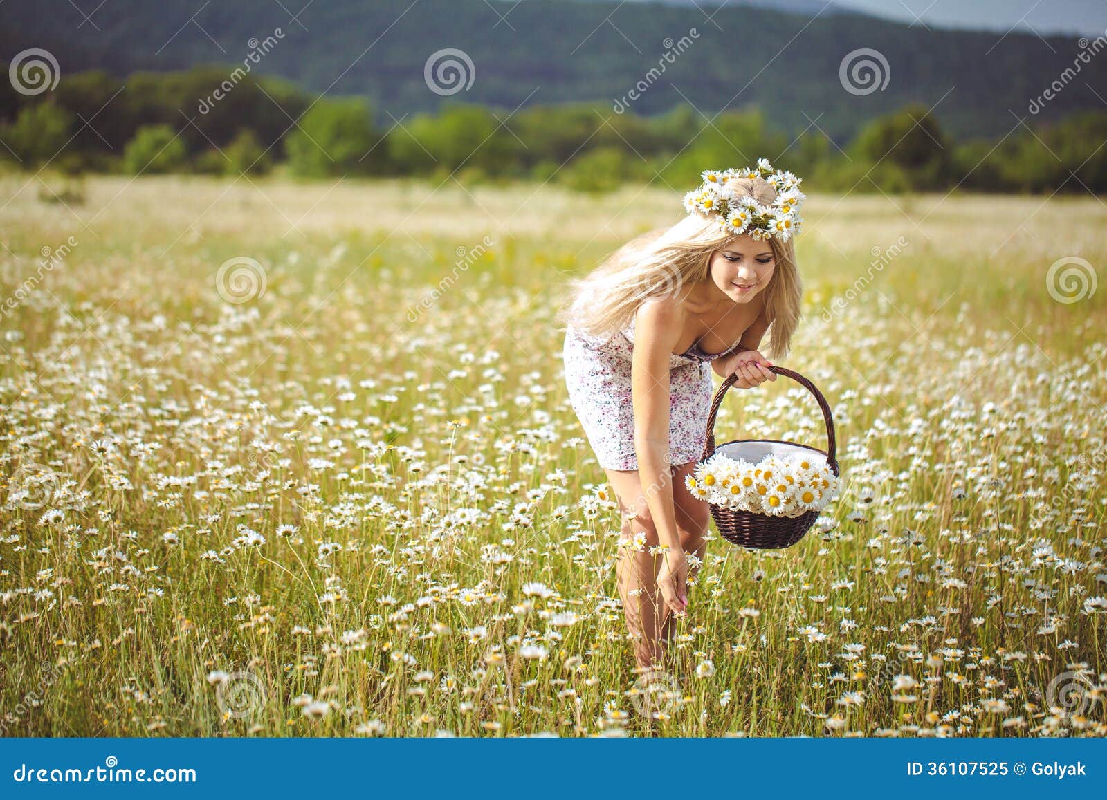 Attractive Blonde In Chamomile Field Young Woman In Wreath Stock Image