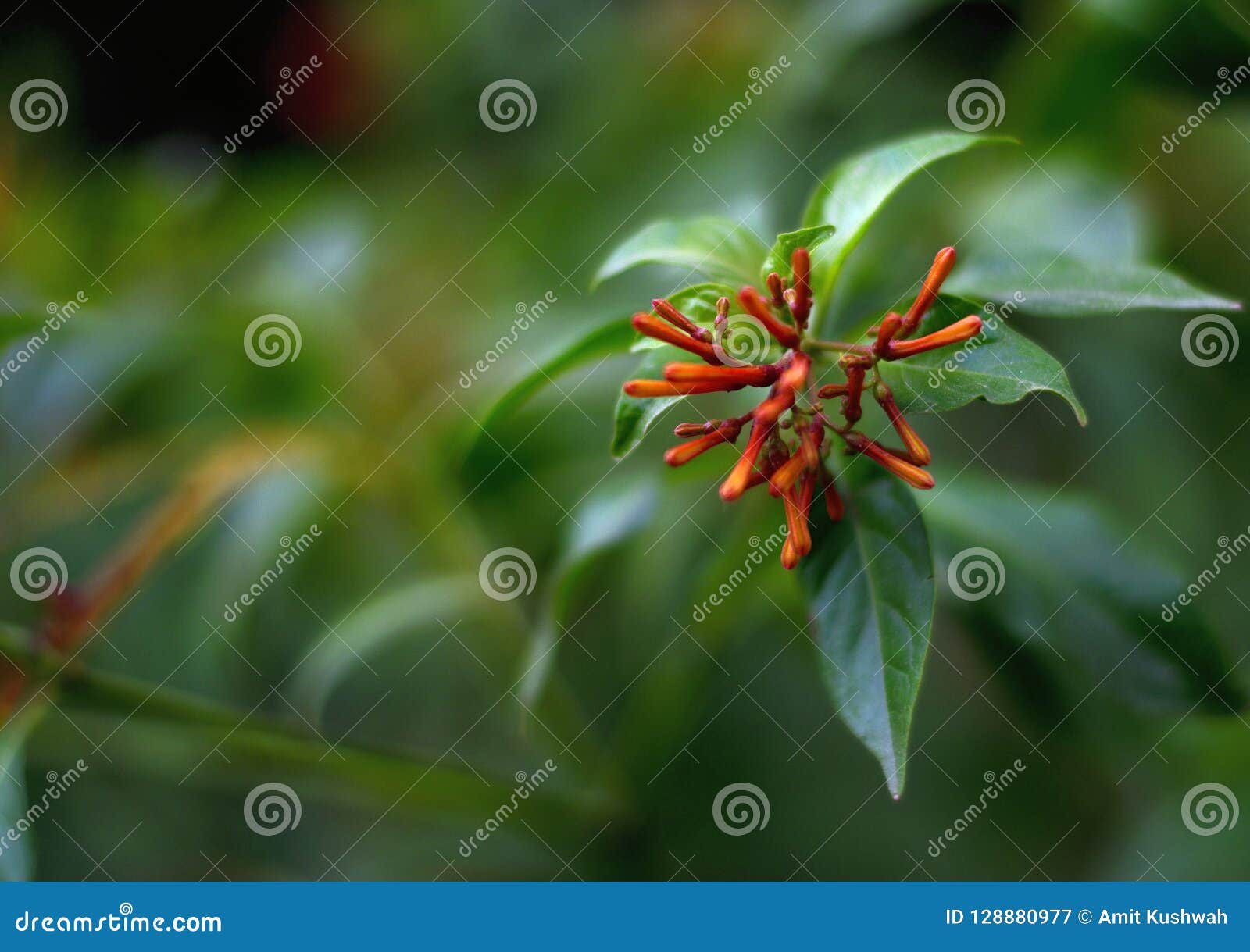 An Attractive Bunch of Elongated Red Buds and Blooms Stock Image ...