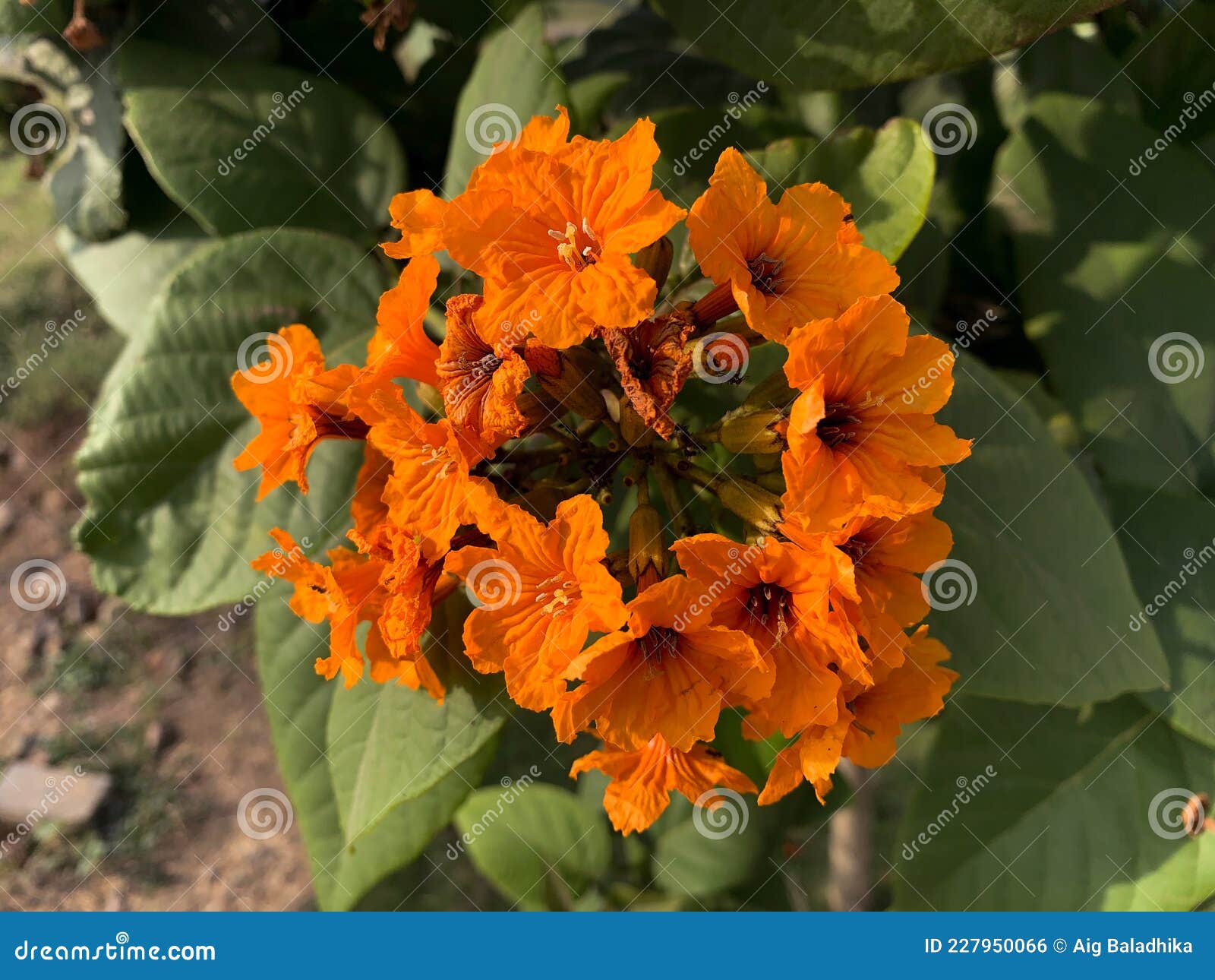 Attractive Bunch of Orange Flowers Stock Photo - Image of filter ...