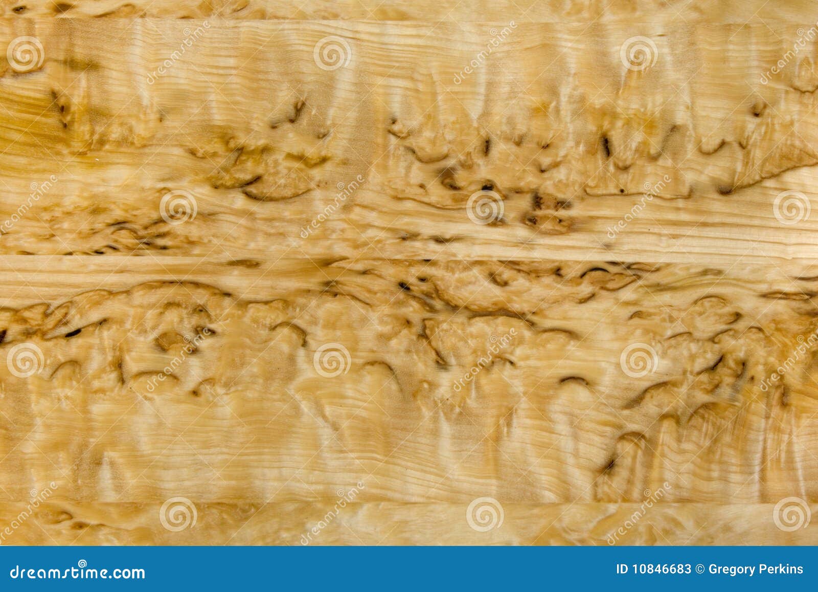 Attractive Burled Birch Wood Grain Stock Image - Image of grain, brown ...