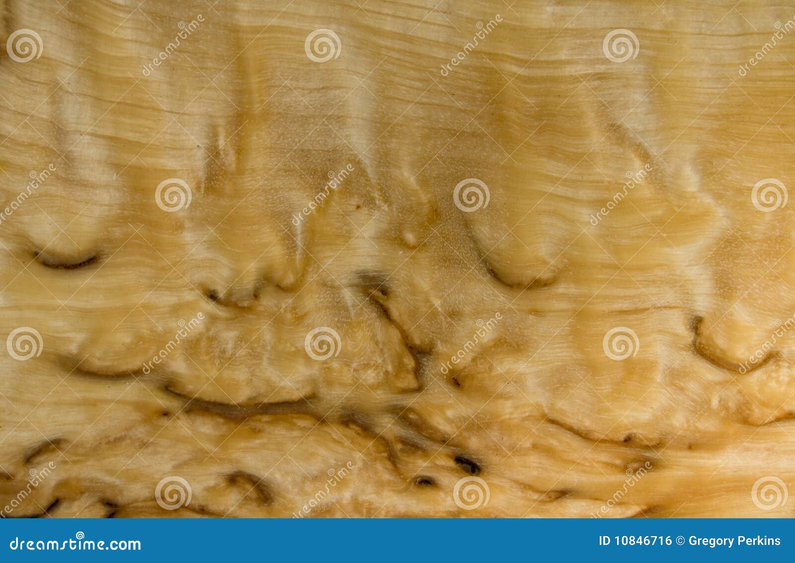 Attractive Burled Birch Wood Grain Close-up Stock Photo - Image of ...