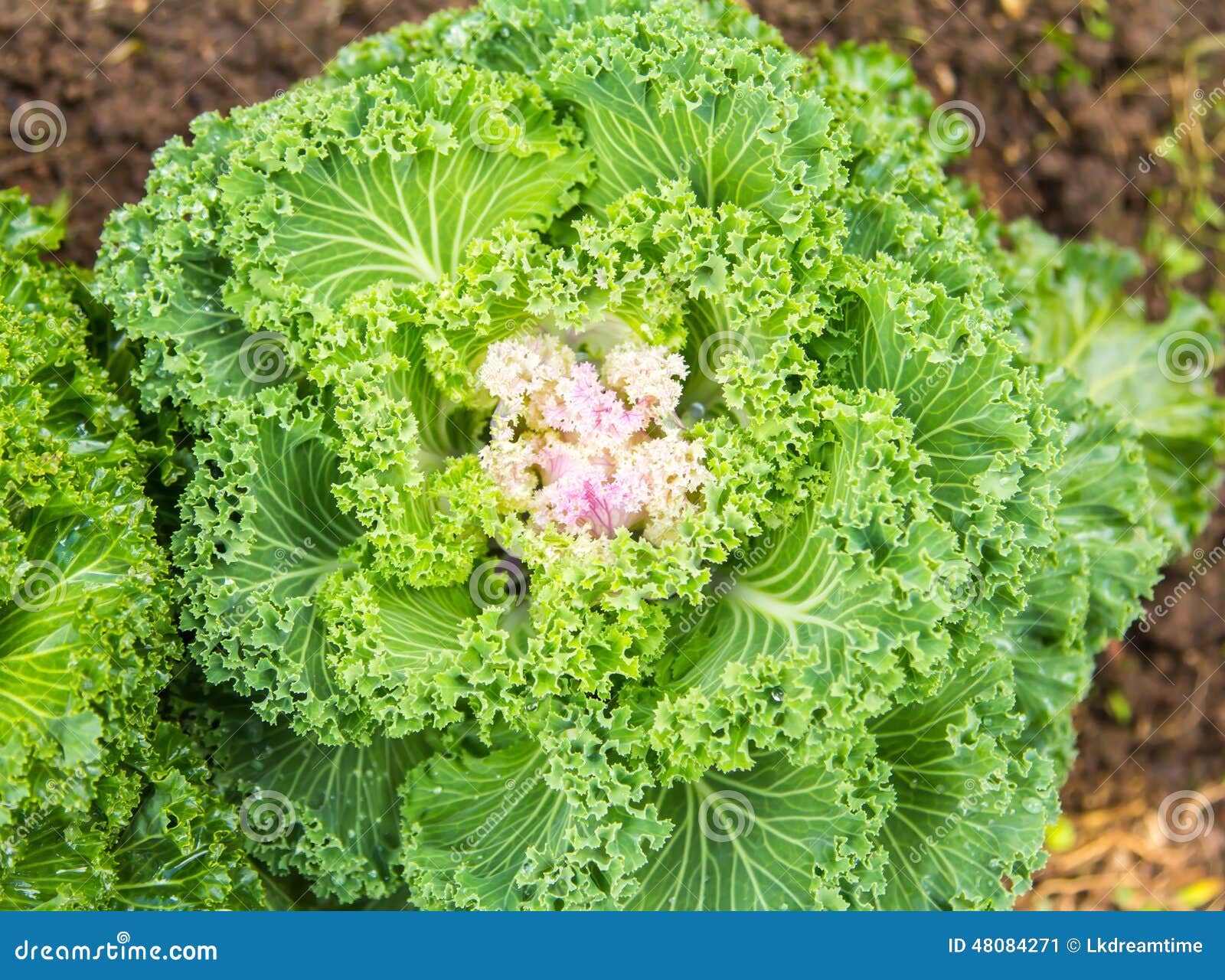 Attractive Decorative Cabbage Stock Image - Image of garden, decorative ...