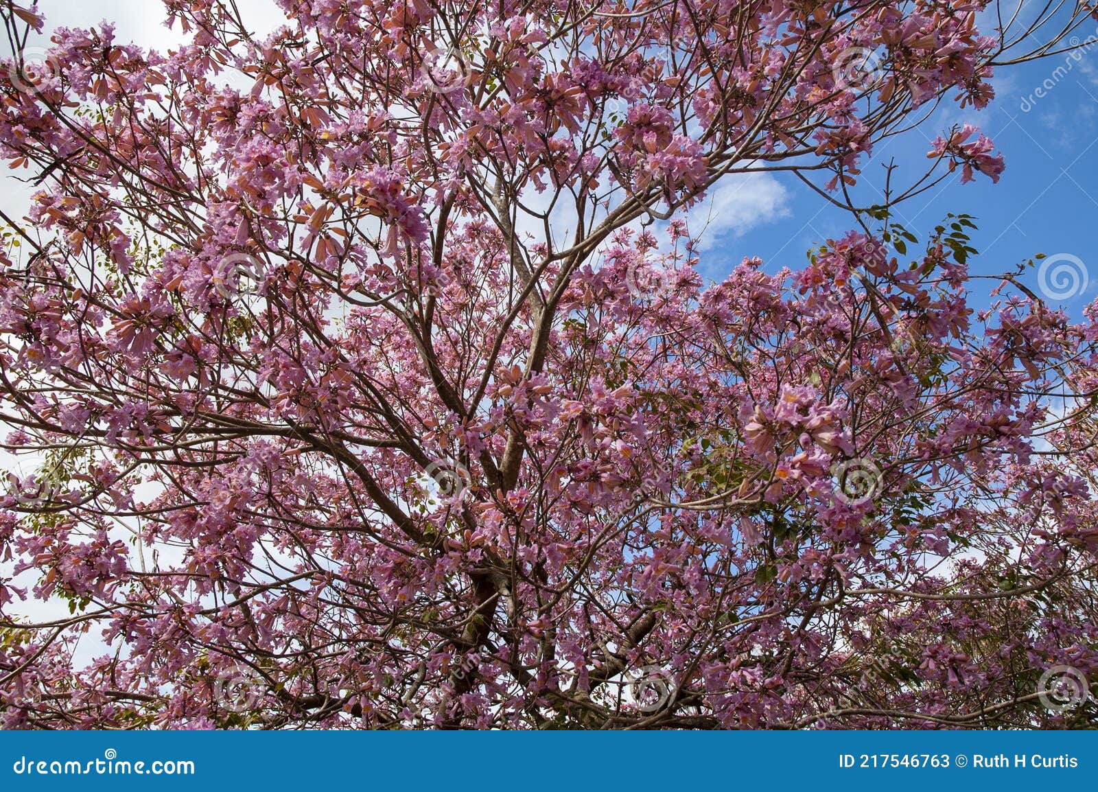 Pink Tree with Blue Sky and Clouds Stock Image - Image of calming ...