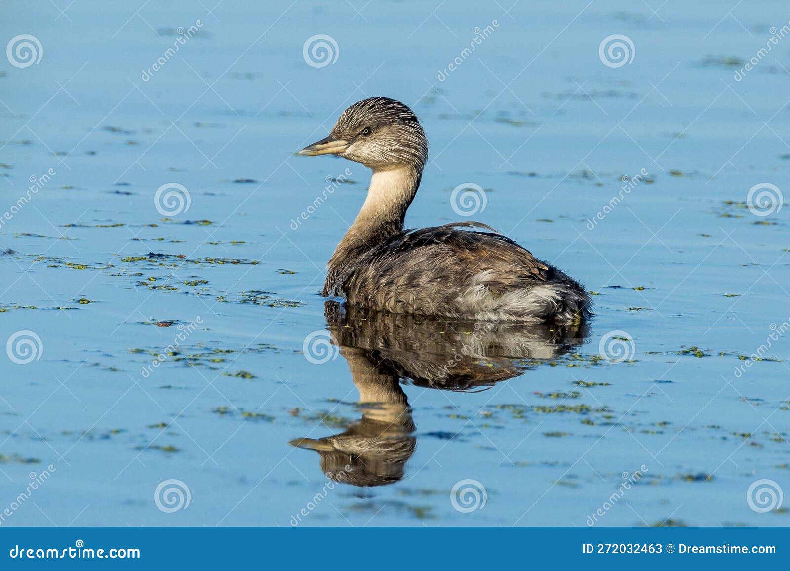 Hoary-headed Grebe in Victoria Australia Stock Image - Image of ...