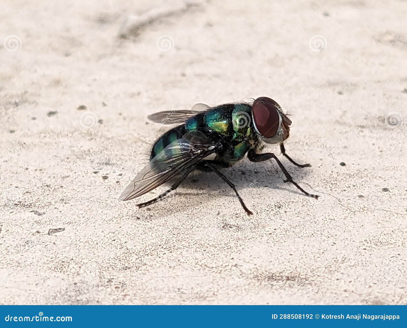 Attractive Green Insect Sitting on the Ground Stock Photo - Image of ...