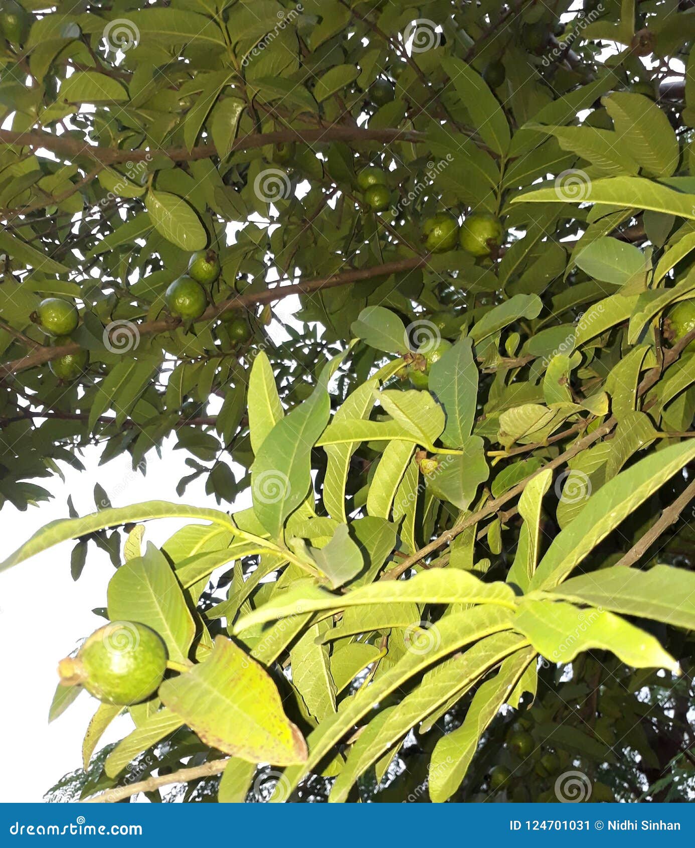 Attractive Indian Guava Tree Stock Image - Image of attractive, indian ...