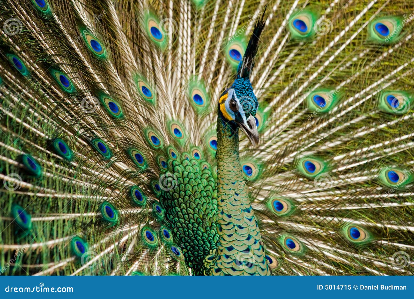 Indian Peacock Hunting Stock Photo | CartoonDealer.com #198100944