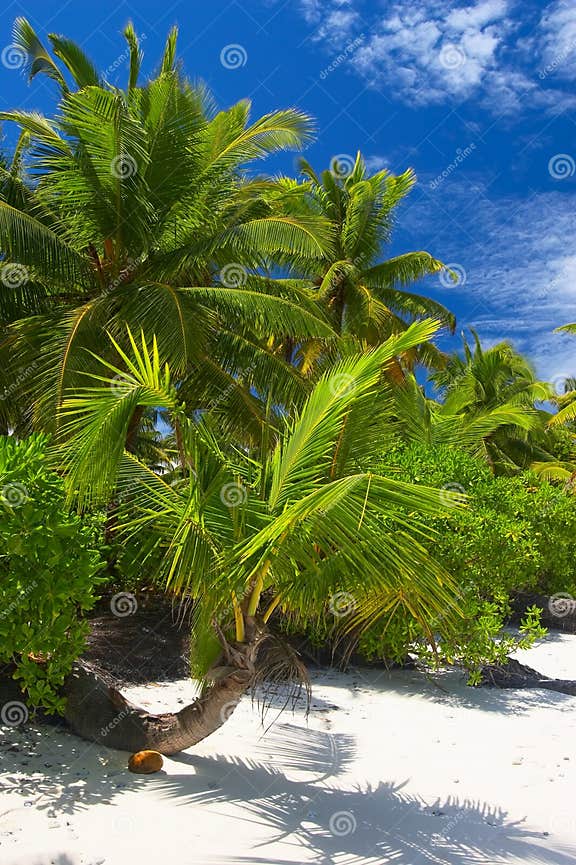 Attractive palmtrees stock image. Image of bahamas, isolation - 2767697