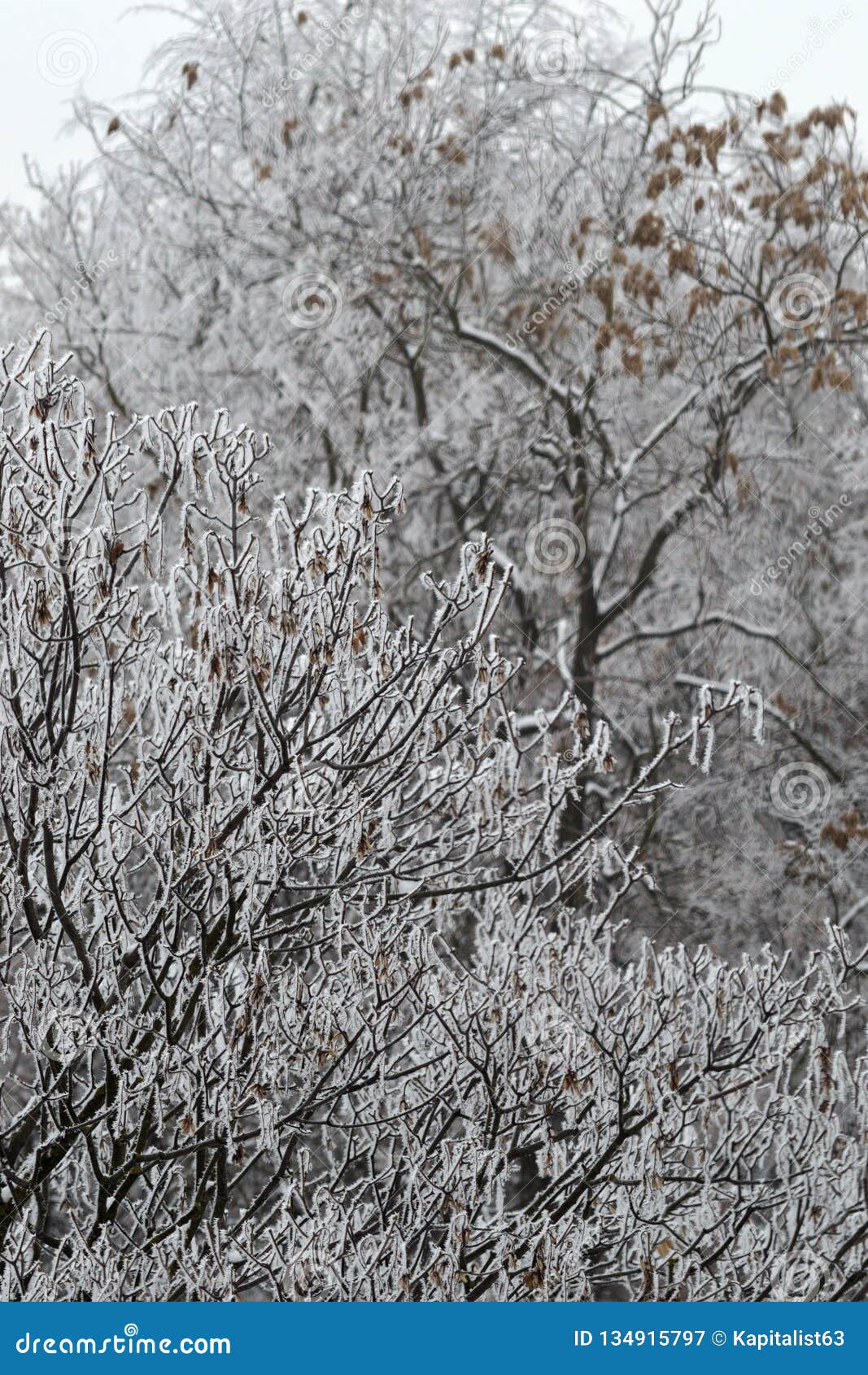 Attractive Winter Look. Trees Covered with Hoarfrost Stock Image ...