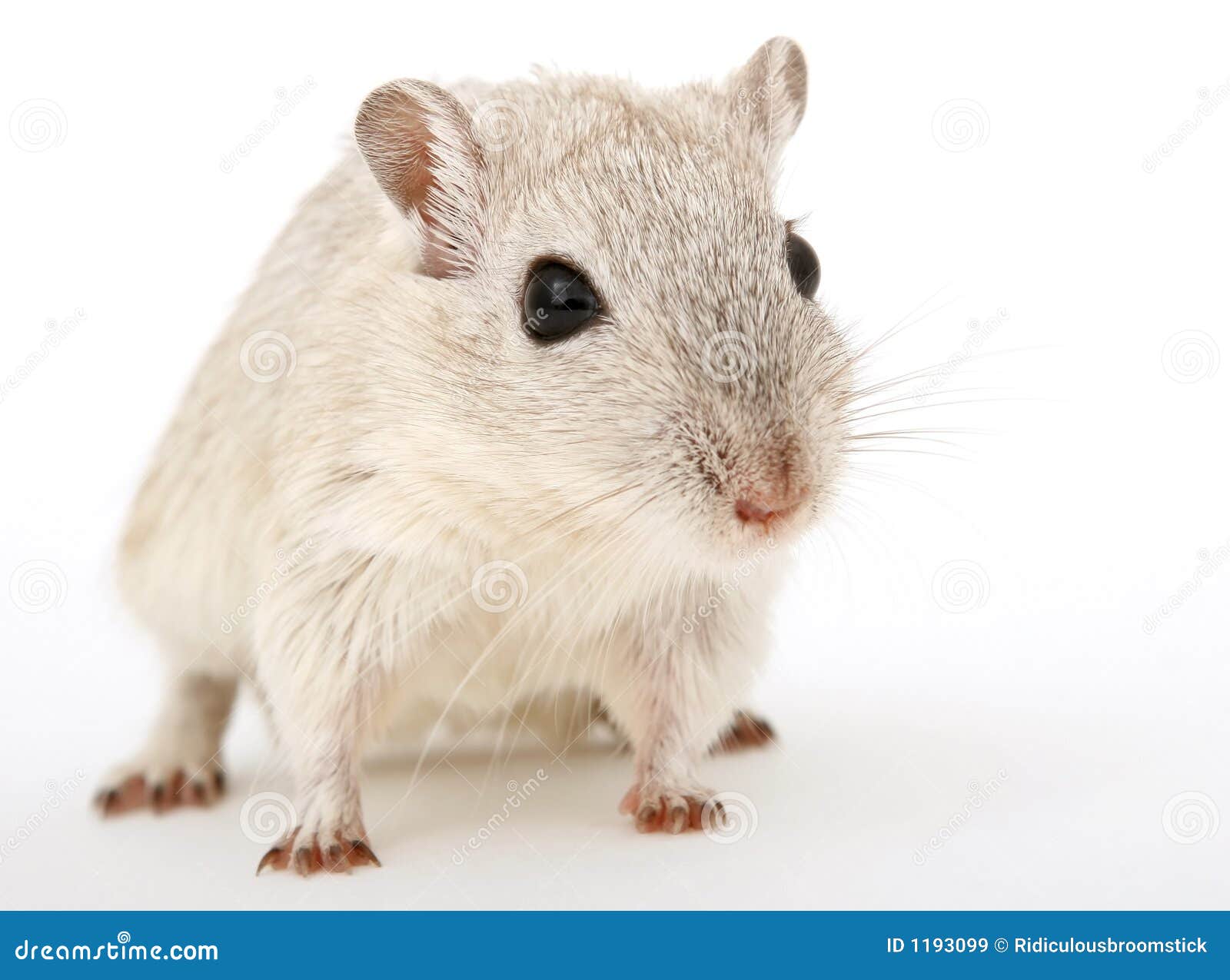 Attractive Young Female Rodent Stock Image - Image of furry, female ...