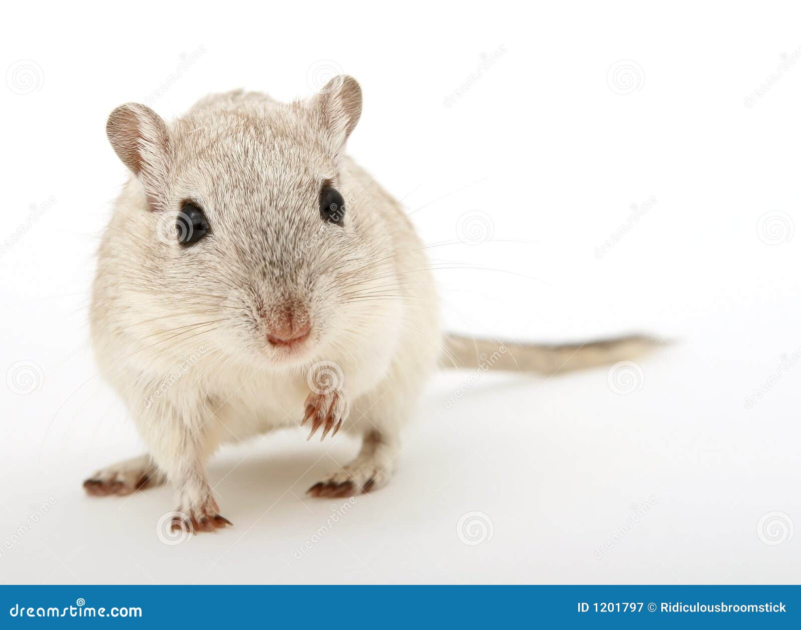 Attractive Young Female Rodent Stock Image - Image of isolated ...
