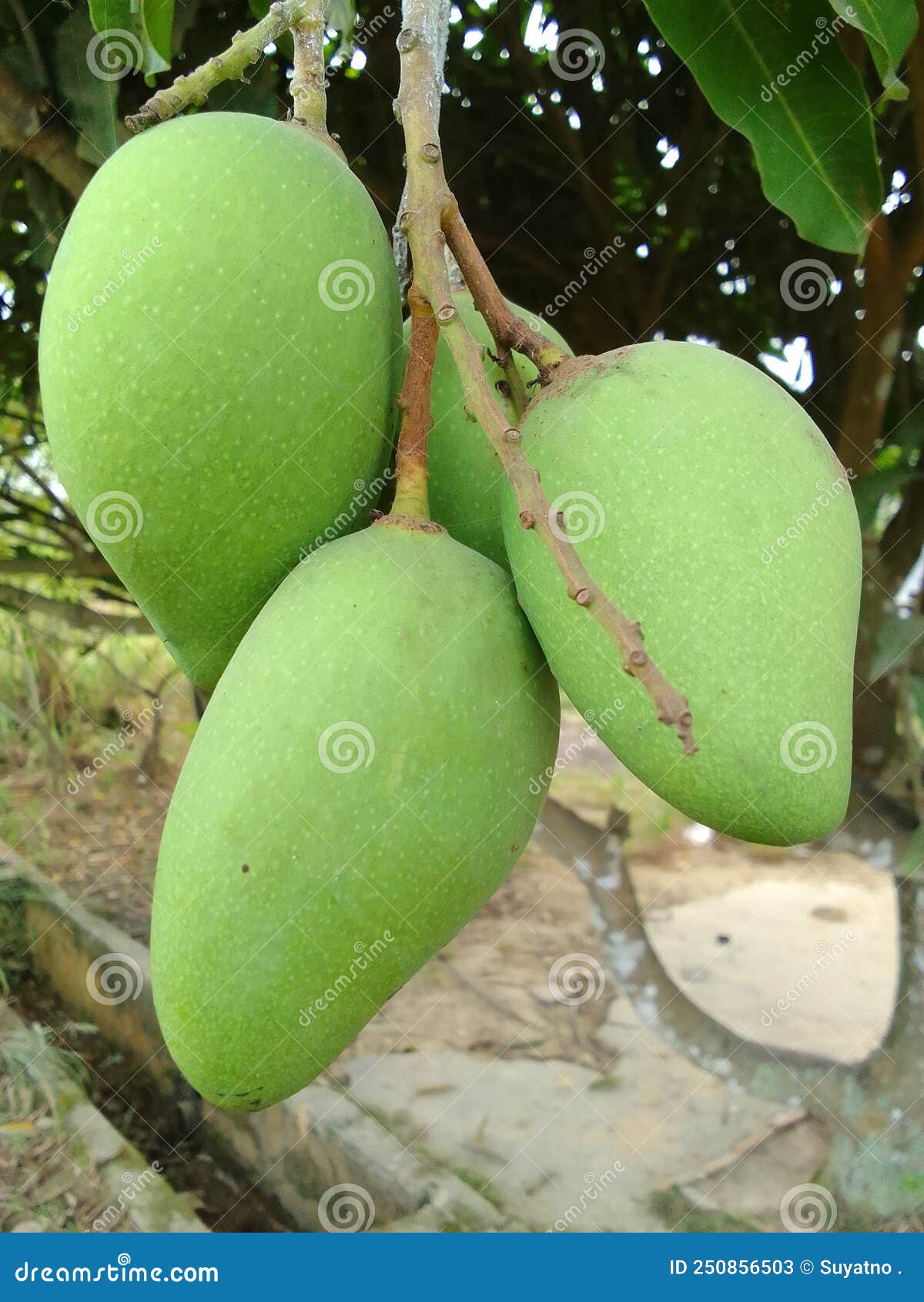 Attractive Young Mango Color Stock Image - Image of dish, crop: 250856503