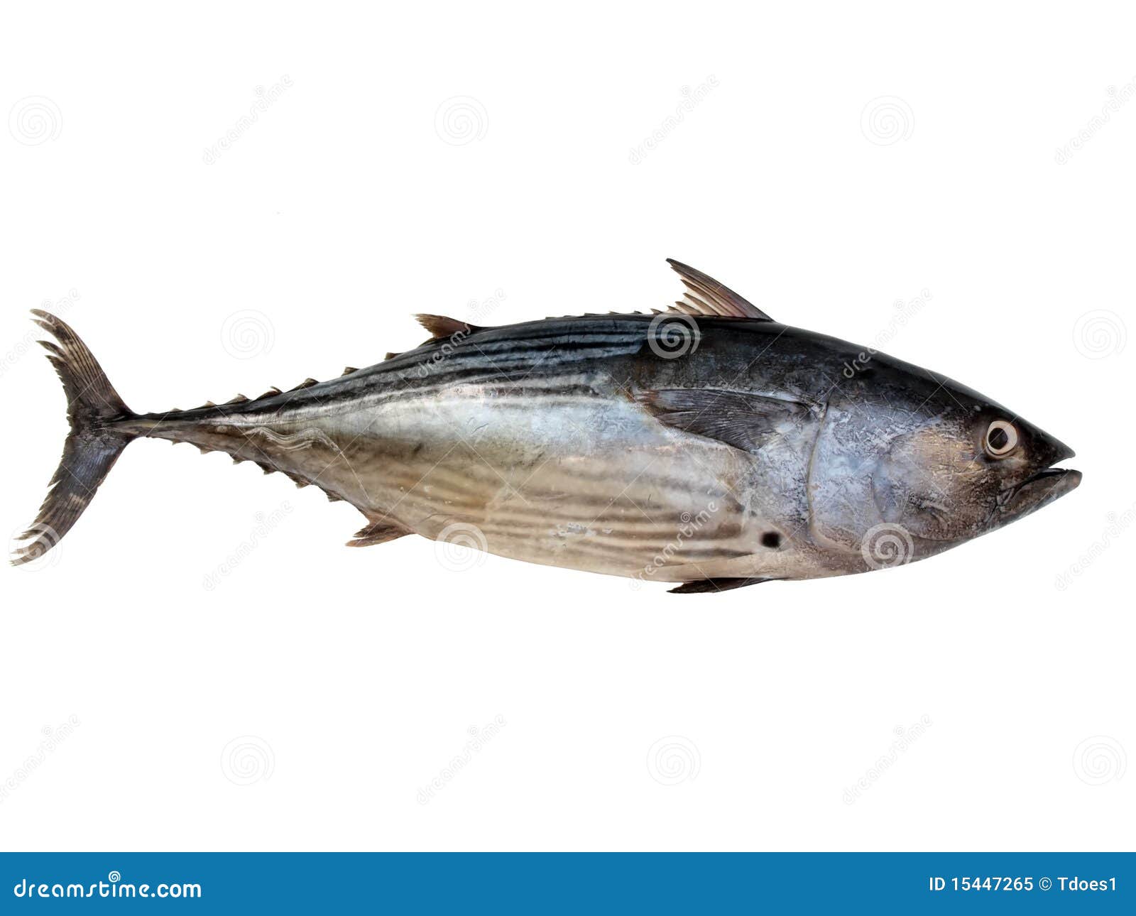 Atum imagem de stock. Imagem de aleta, branco, alimento - 15447265
