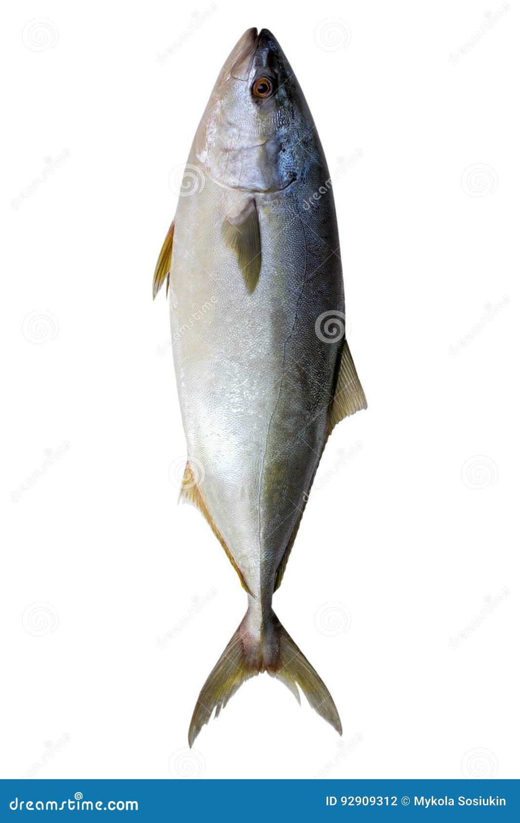 Atum de Bluefin isolado foto de stock. Imagem de fundo - 92909312