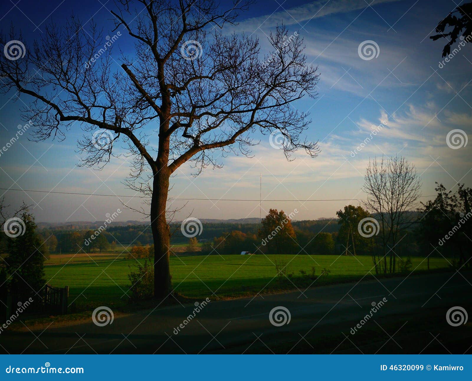 Atum Tree Stock Photos - Free & Royalty-Free Stock Photos from Dreamstime