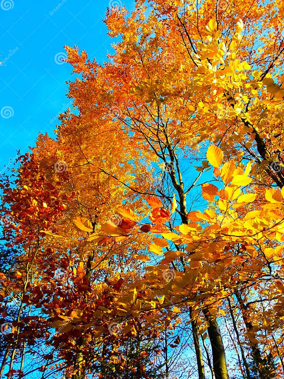 Atumn stock image. Image of beauty, nature, atumn, orange - 137138363