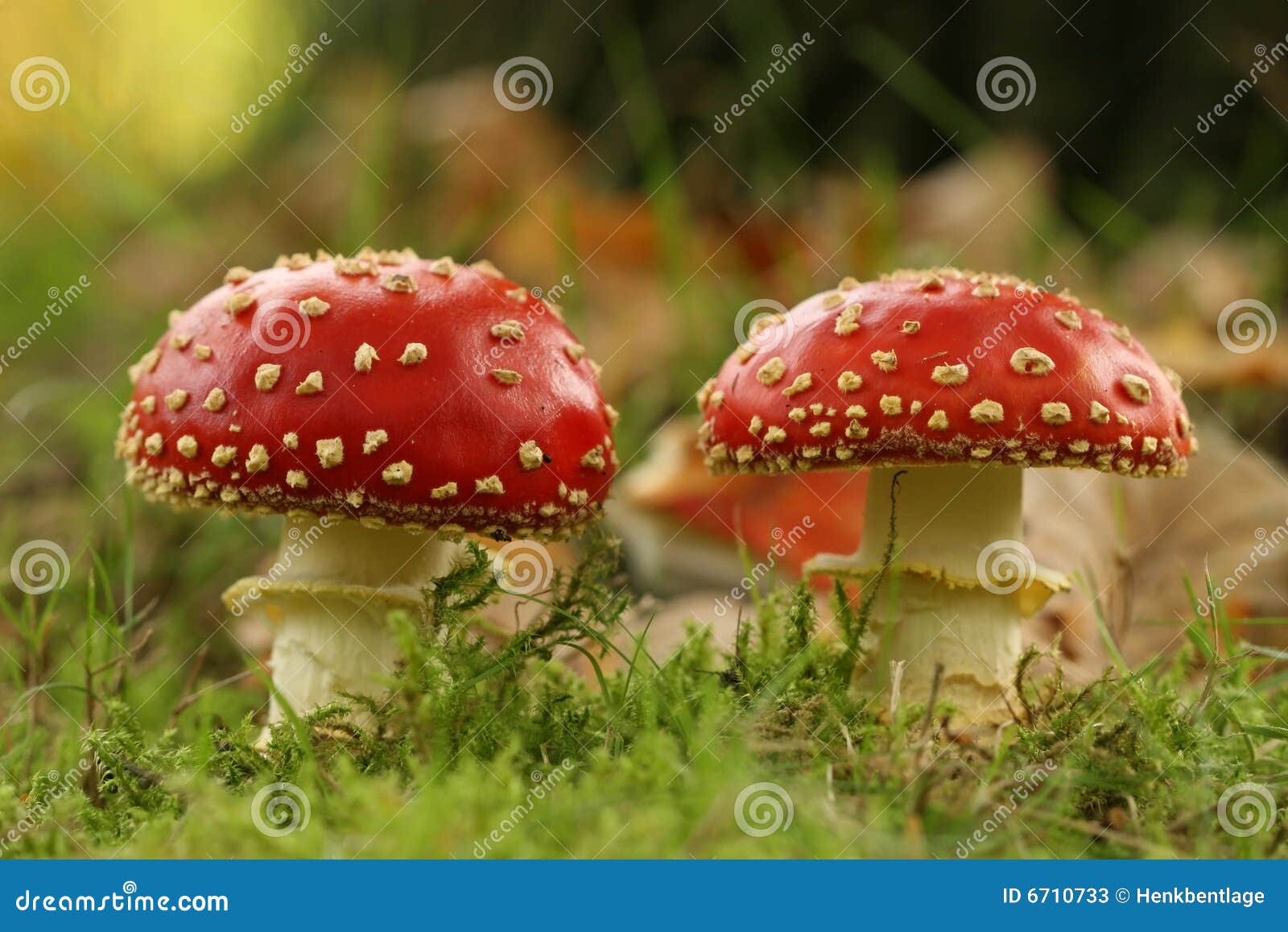 Atumn Scene: Two Toadstools Stock Image - Image of mushroom, nature ...