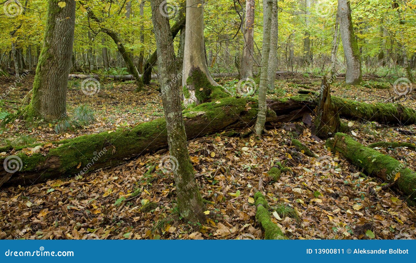 Atumnal Landscape of Deciduous Stand Stock Image - Image of autumn ...