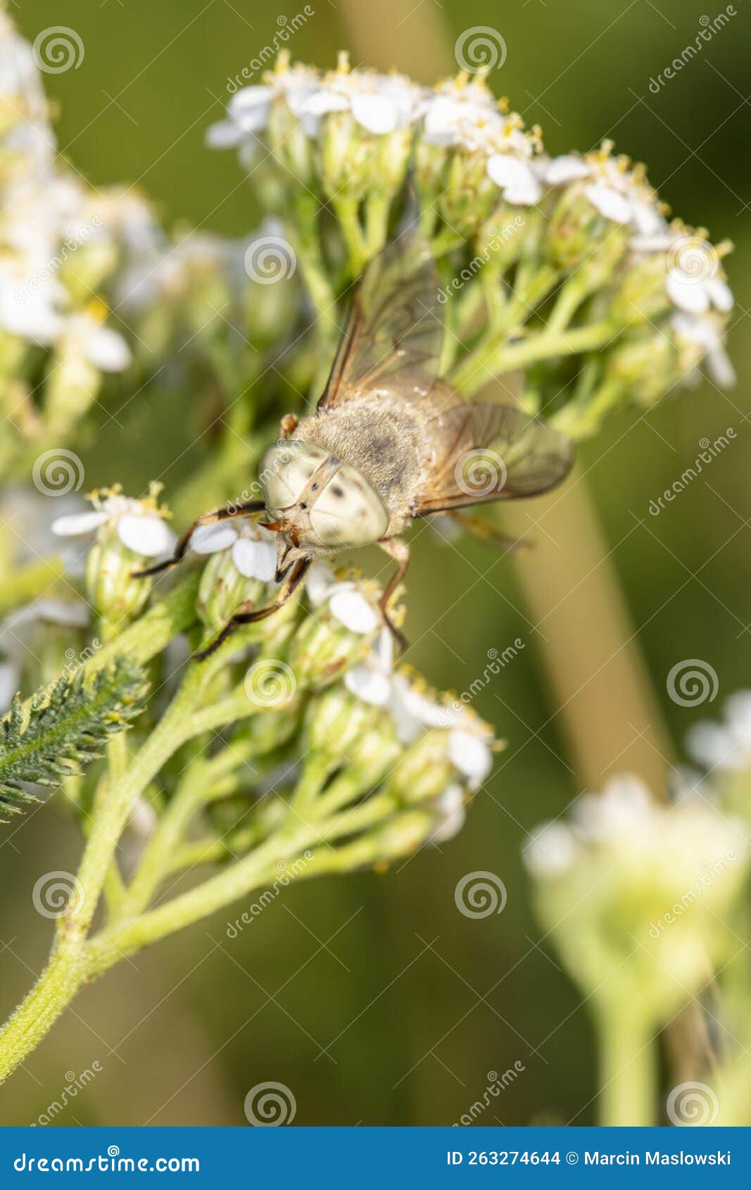 Atylotus Rusticus, Beautiful Green-eyed Fly Stock Photo - Image of ...