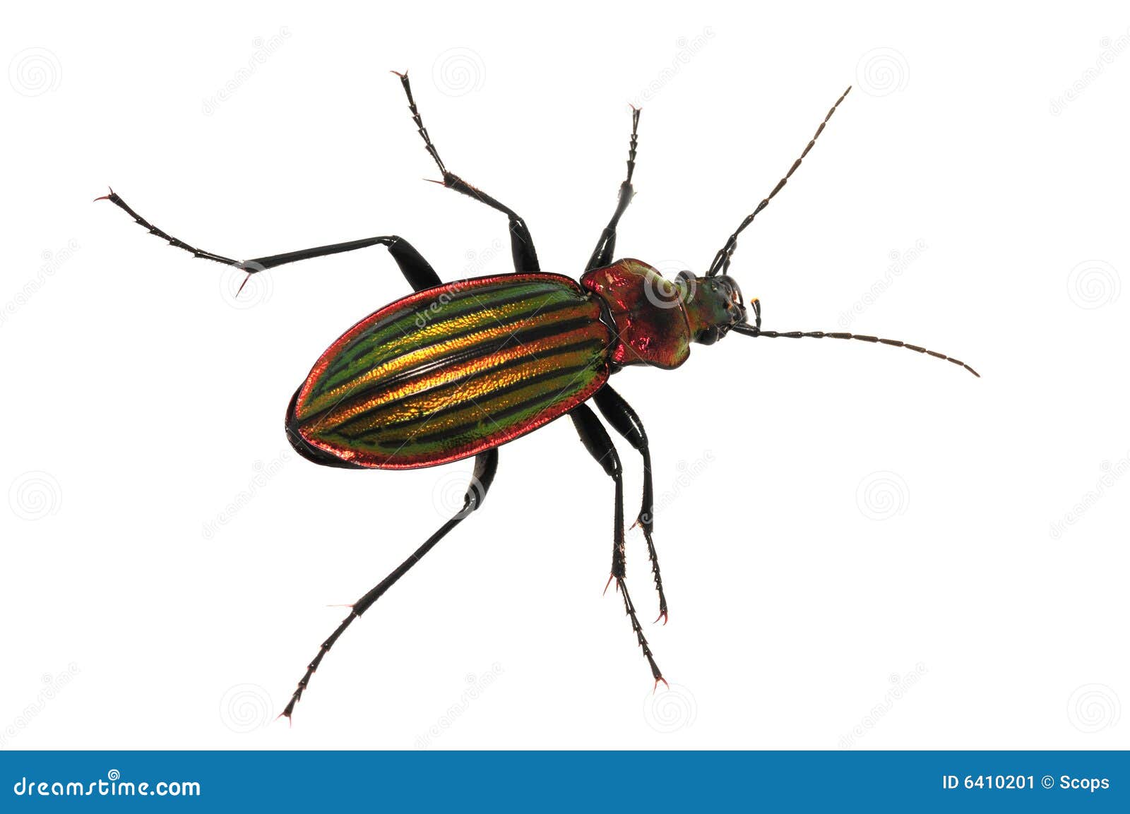 Au sol de coléoptère image stock. Image du insecte, prédateur - 6410201