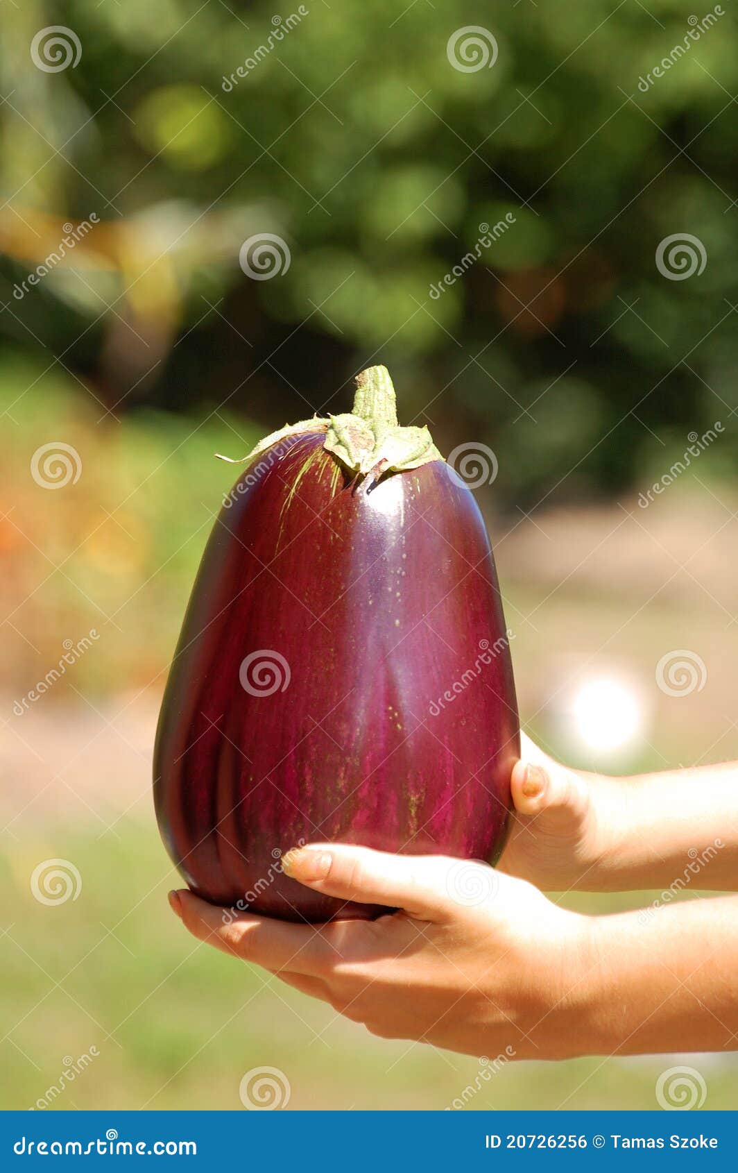 Aubergine stock photo. Image of enjoying, drop, eating - 20726256