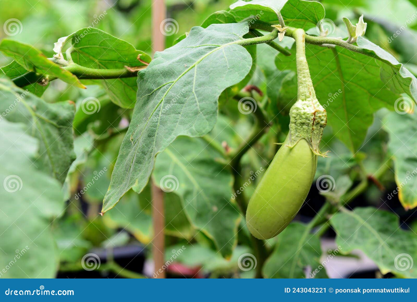 Aubergine or Solanum Melongena on Tree Stock Image - Image of bush ...