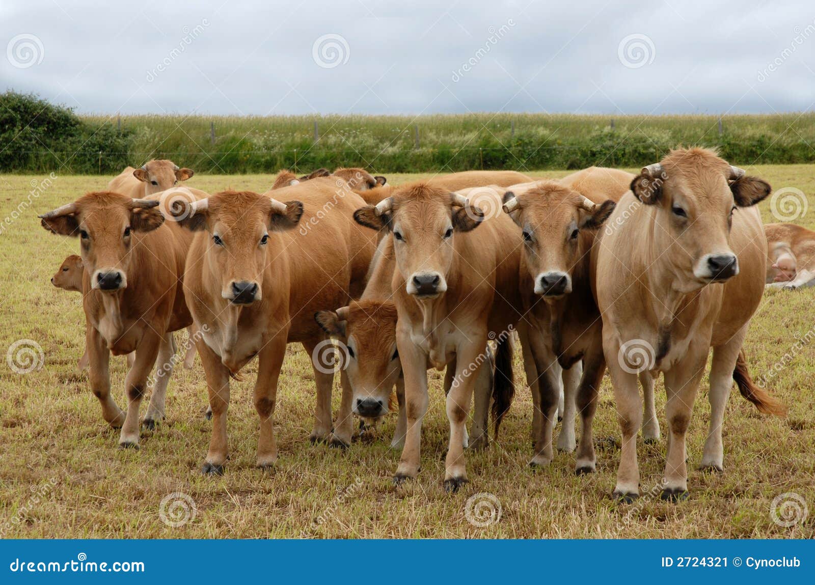 Aubrac cows stock image. Image of buckskin, comtois, paddock - 2724321